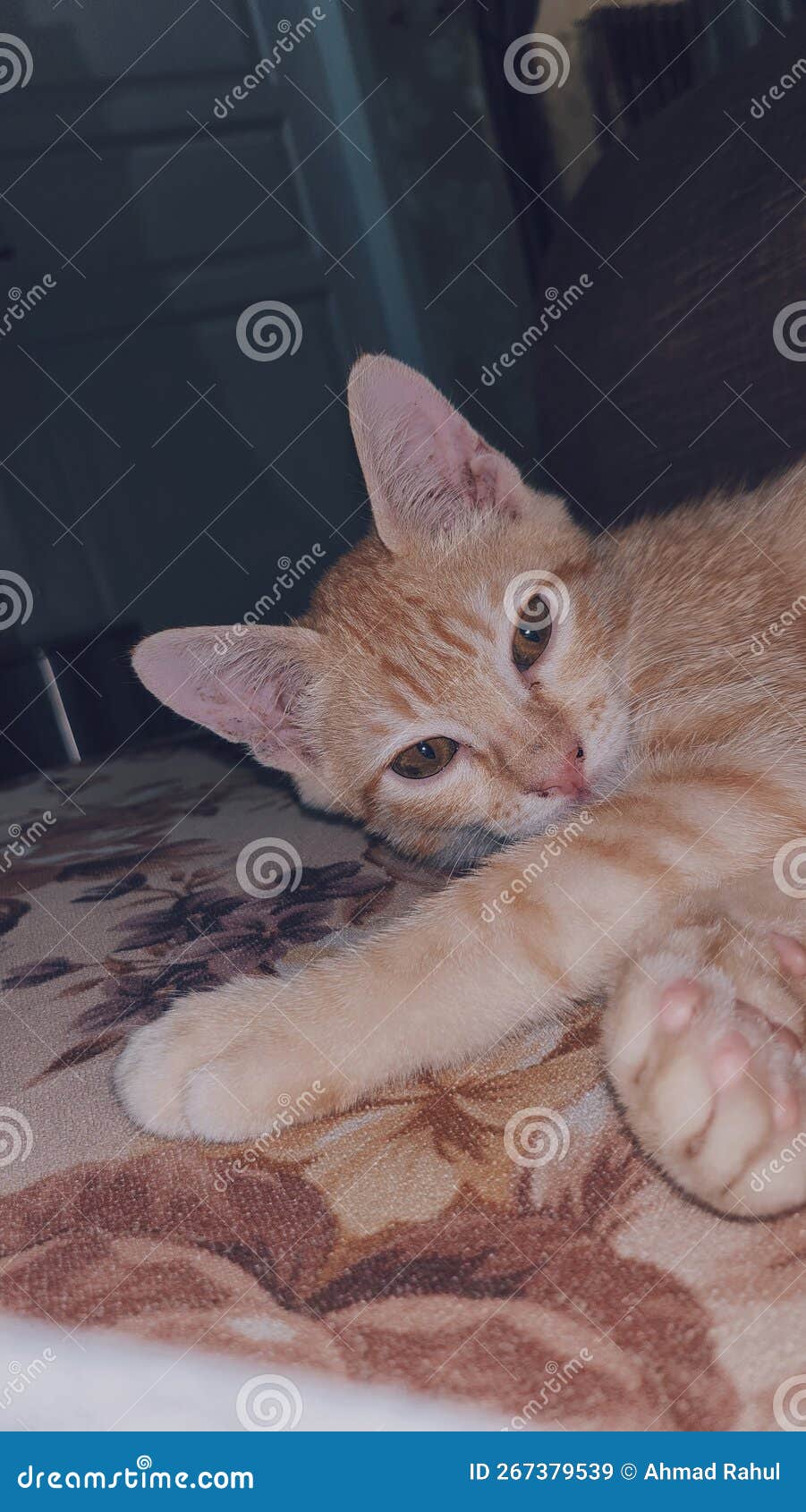 Very cute cat stock image. Image of wildcat, mammal - 267379539