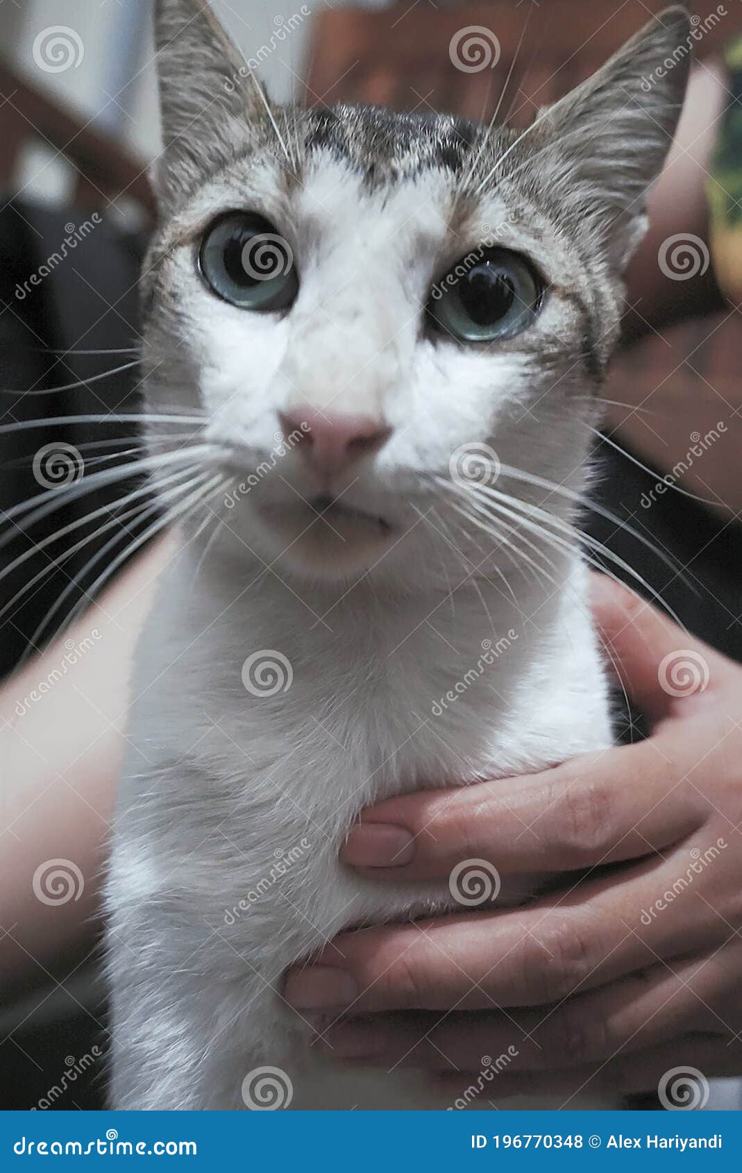 Very Cute Cat Face and Sharp Eyes Stock Photo - Image of head, eyes ...