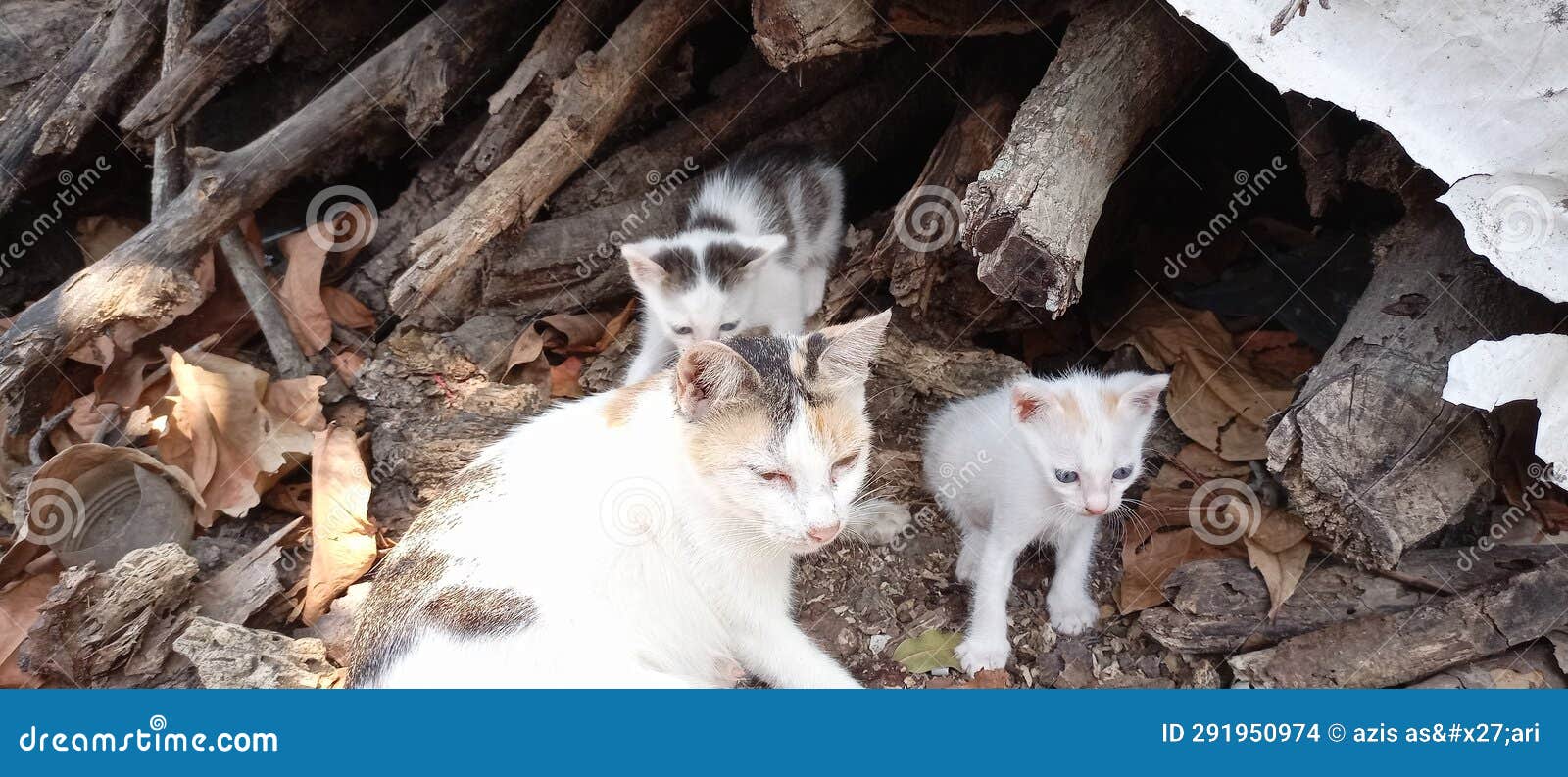 Very Cute Cat Family Beautiful Cat Stock Photo - Image of family ...