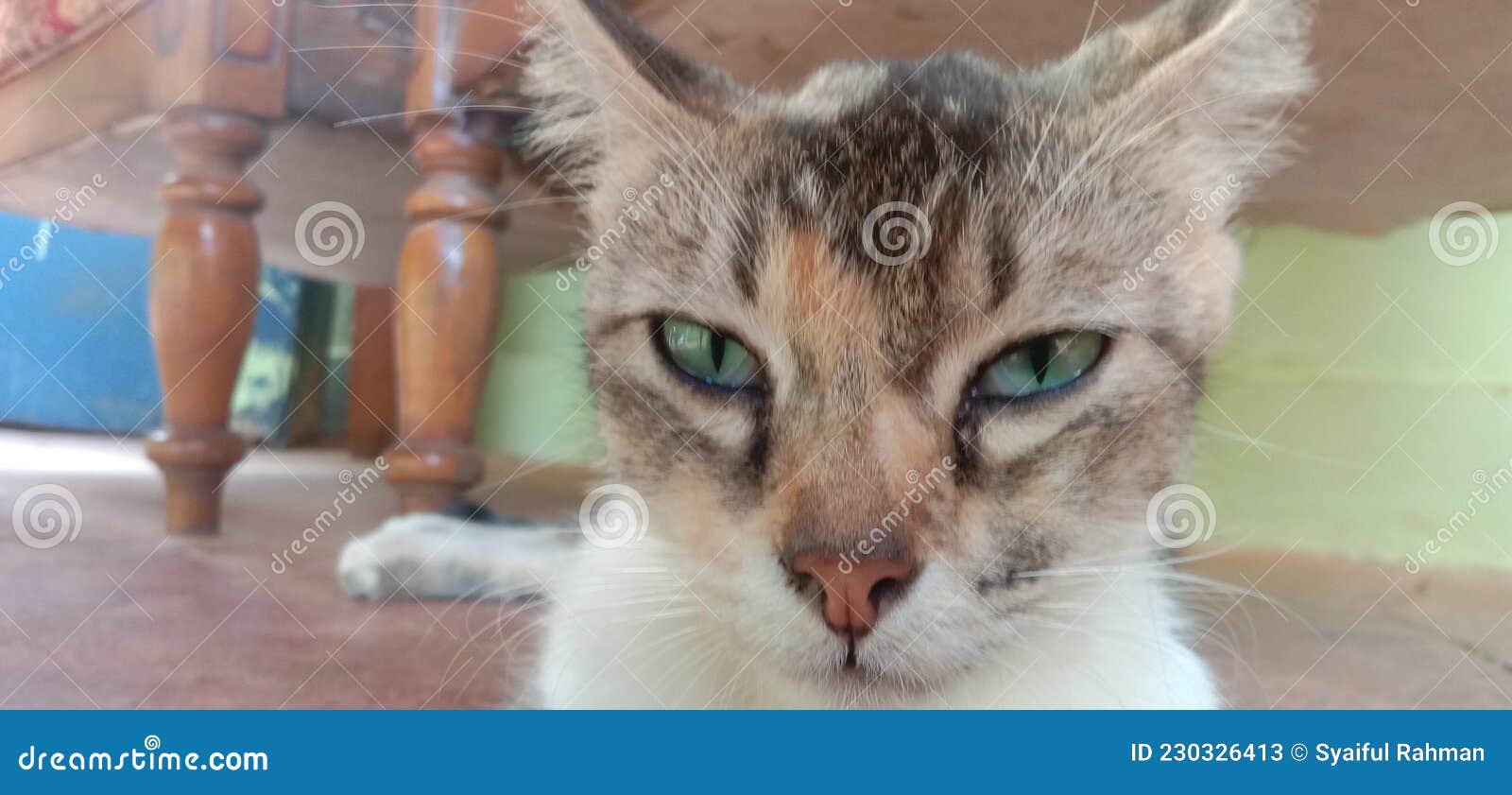 Very Cute Cat Head and Sharp Eyes Stock Image - Image of head, cute ...