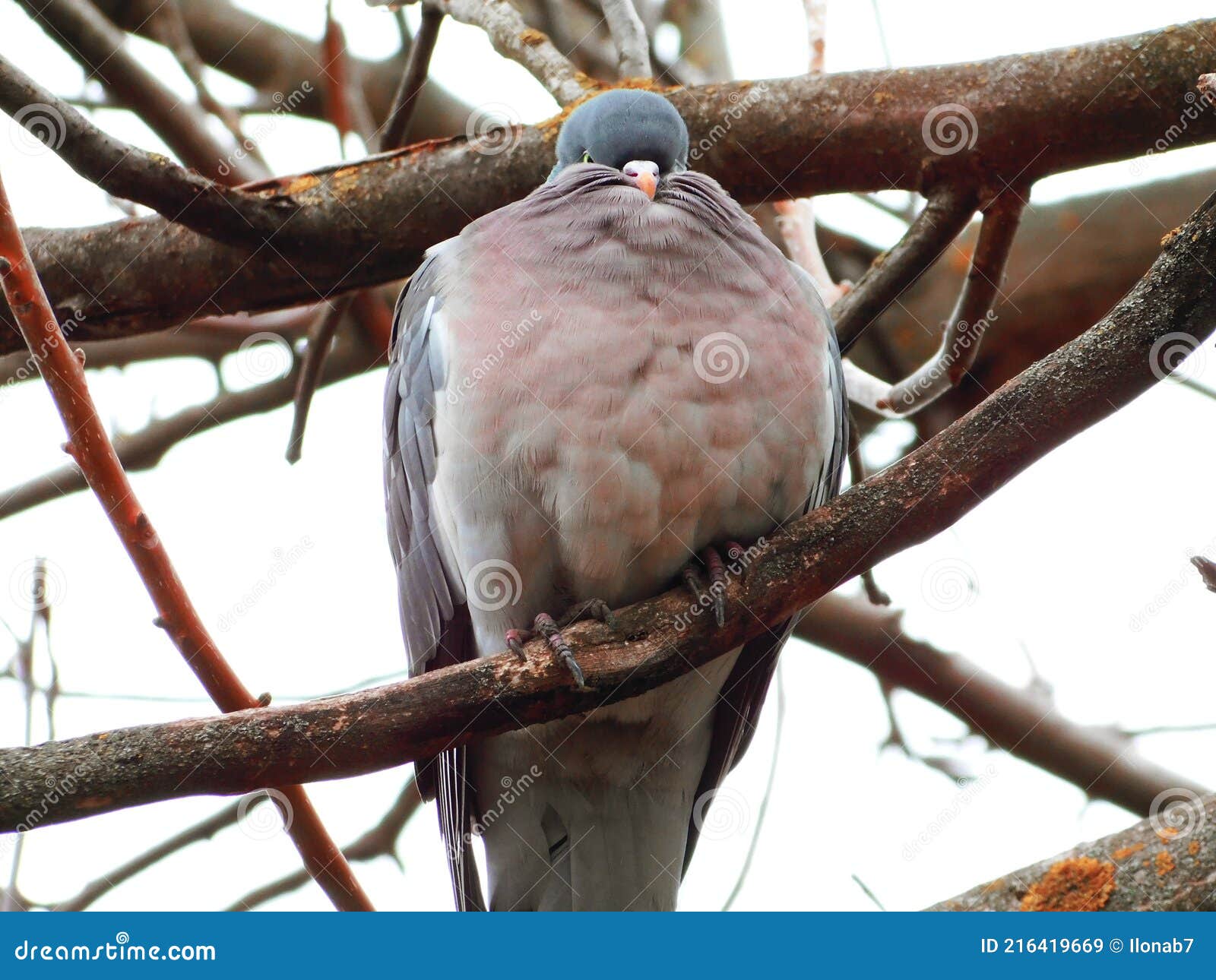 Very Cute Cushat. Cute Bird Stock Image - Image of beak, plant: 216419669