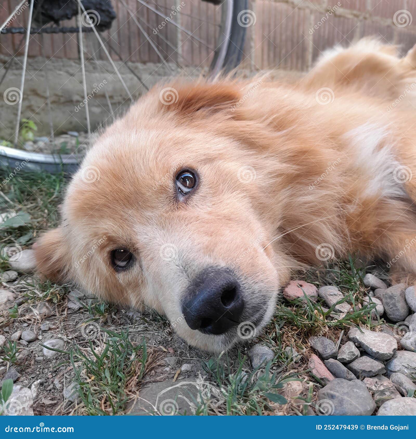 A very cute dog stock image. Image of nose, wildlife - 252479439