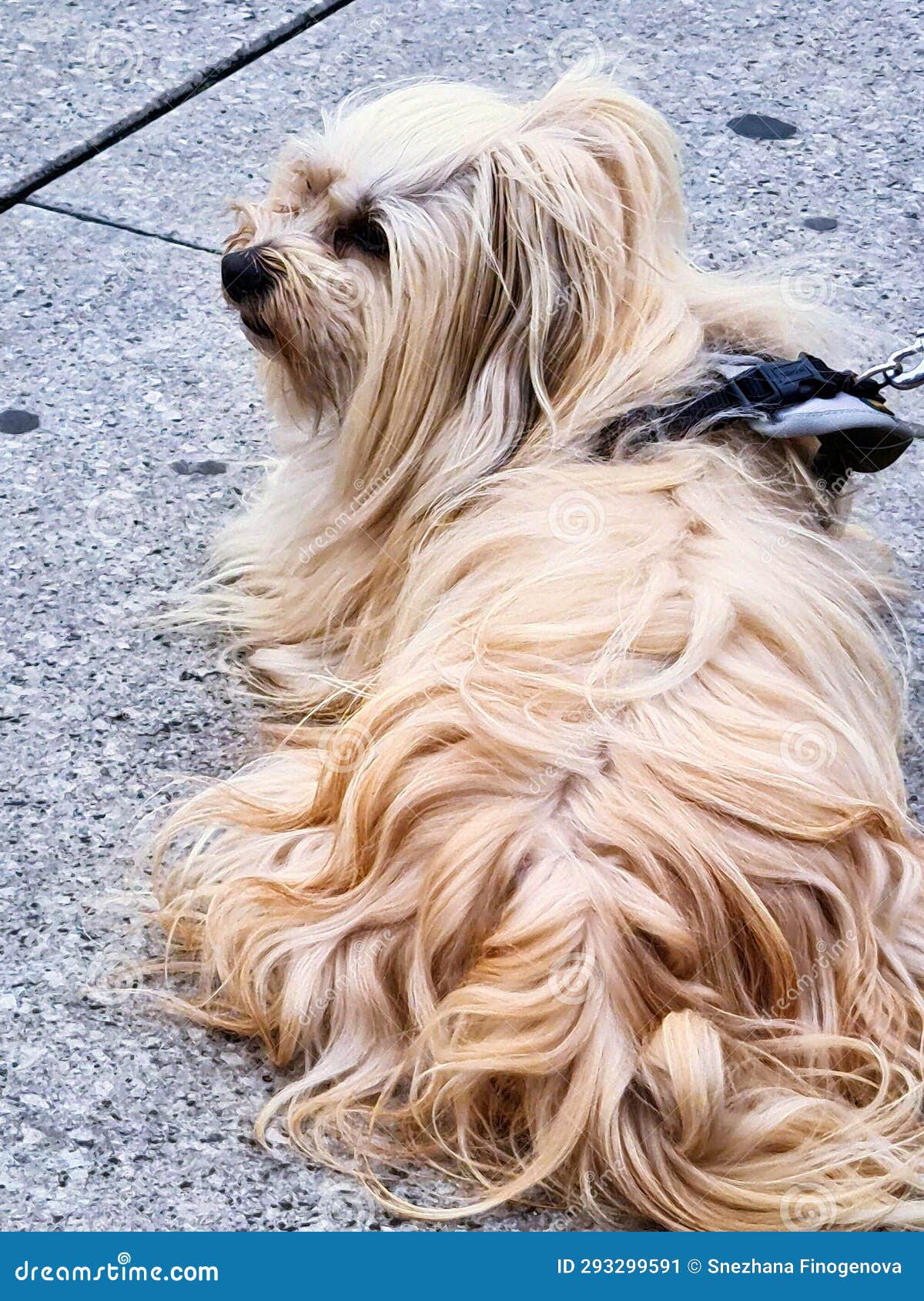 A Very Cute Dog . Streets of Berlin Stock Image - Image of berlin ...