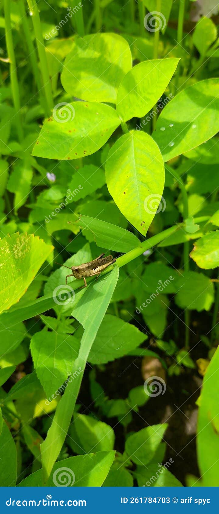 Very cute grasshopper stock image. Image of lawn, flower - 261784703