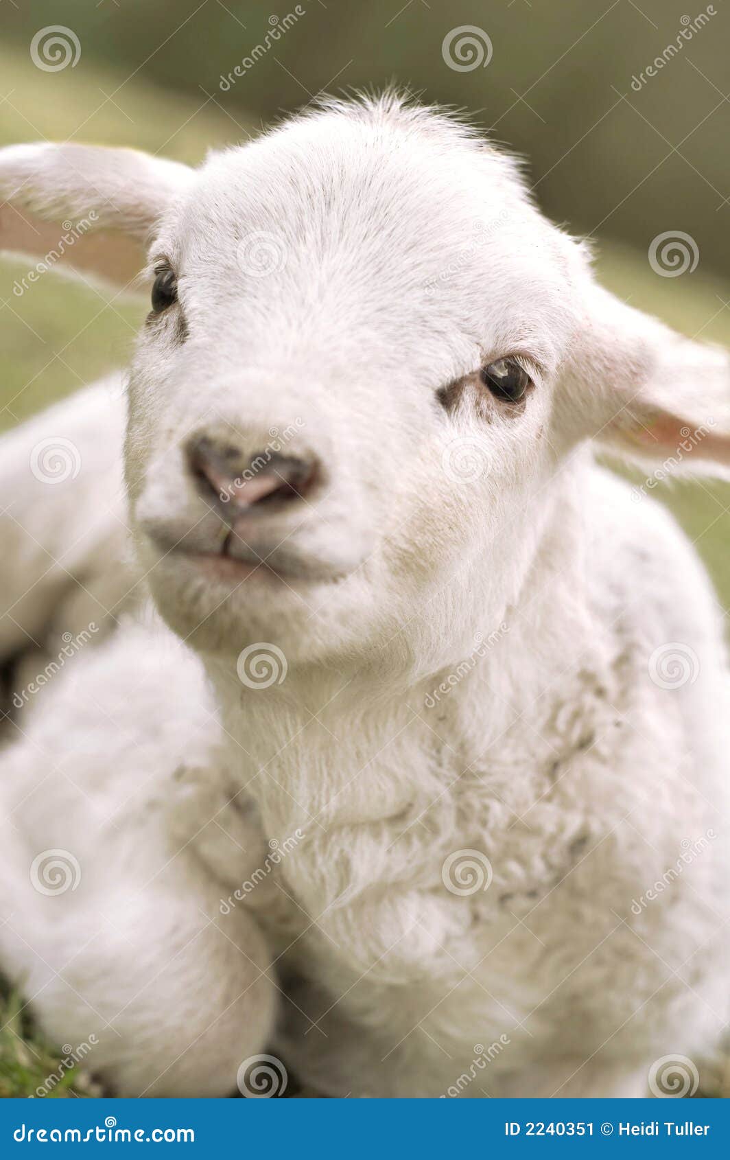 Very cute lamb stock image. Image of mammal, cute, newborn - 2240351
