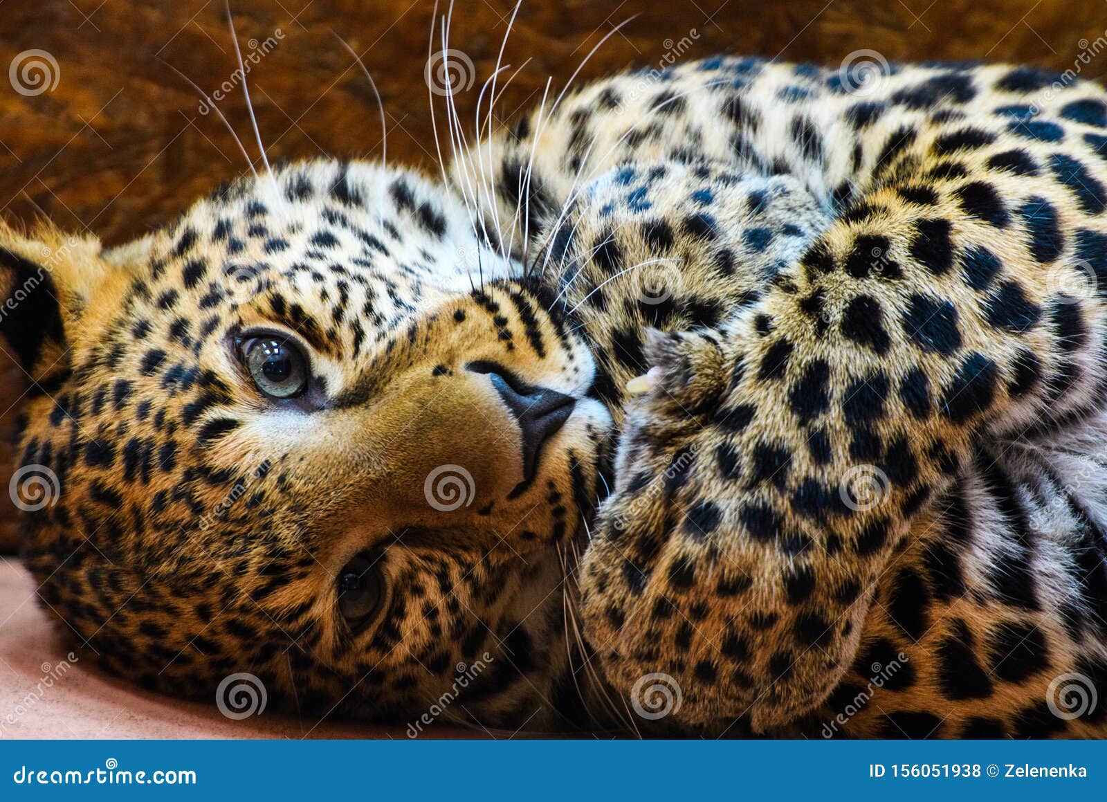 Very cute leopard stock photo. Image of fast, closeup - 156051938