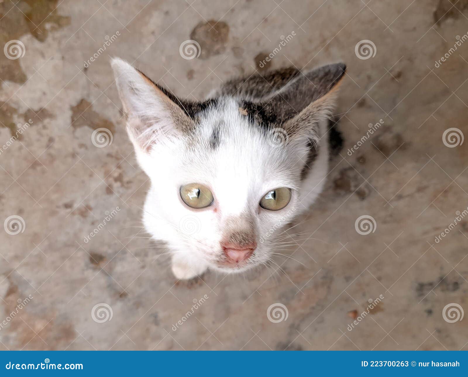 Very Cute Little Cat from High Angle Stock Image - Image of little ...