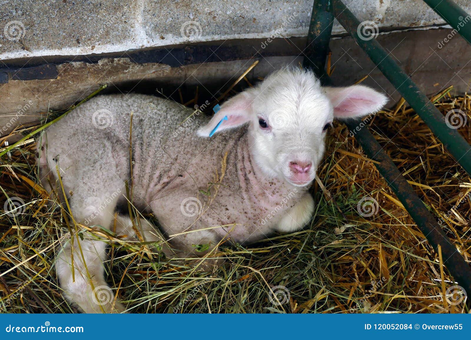 Very Cute Little Lamb stock photo. Image of lamb, head - 120052084