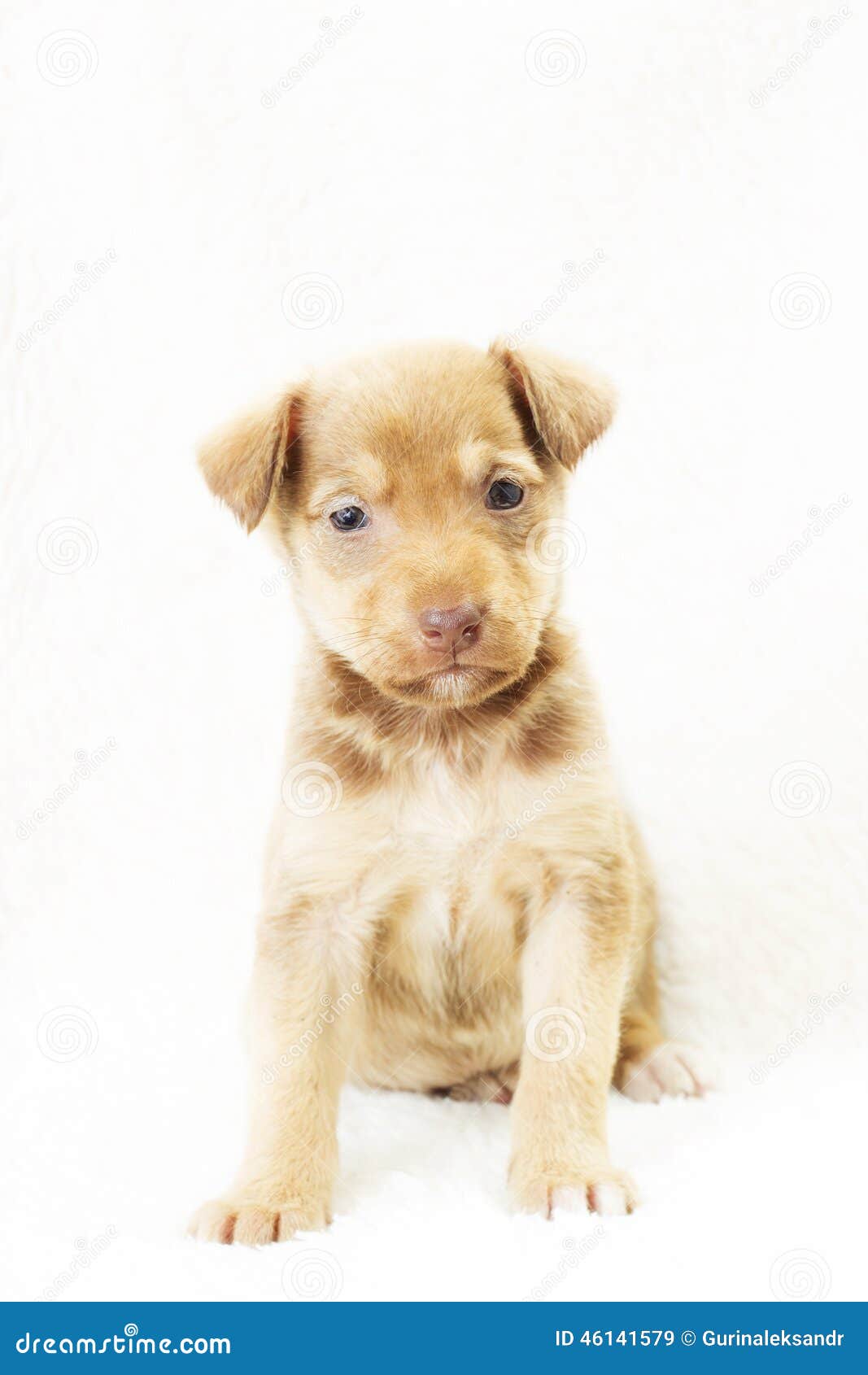 Very cute little puppy stock image. Image of lovely, looking - 46141579
