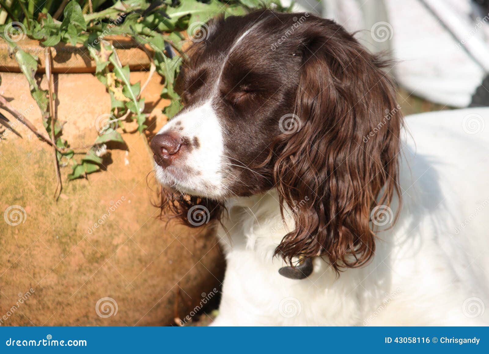 A Very Cute Liver and White Working Type English Springer Spaniel Stock ...