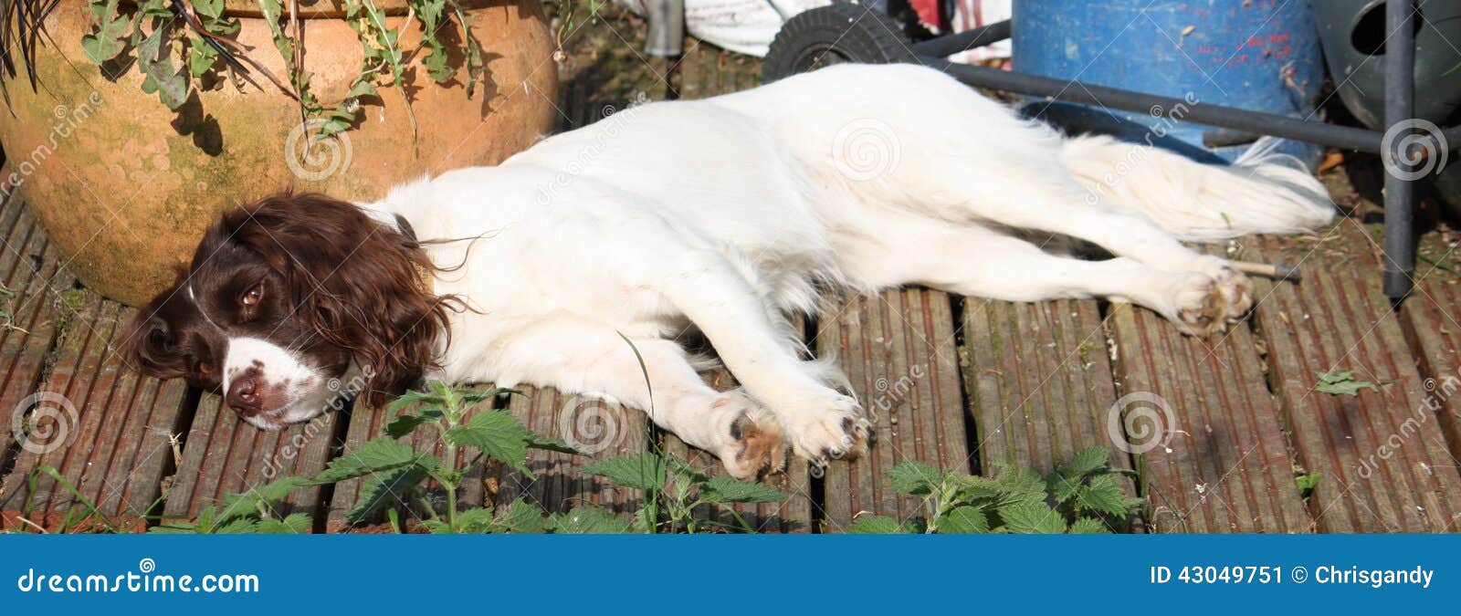 Very Cute Liver and White Working Type English Springer Spaniel ...