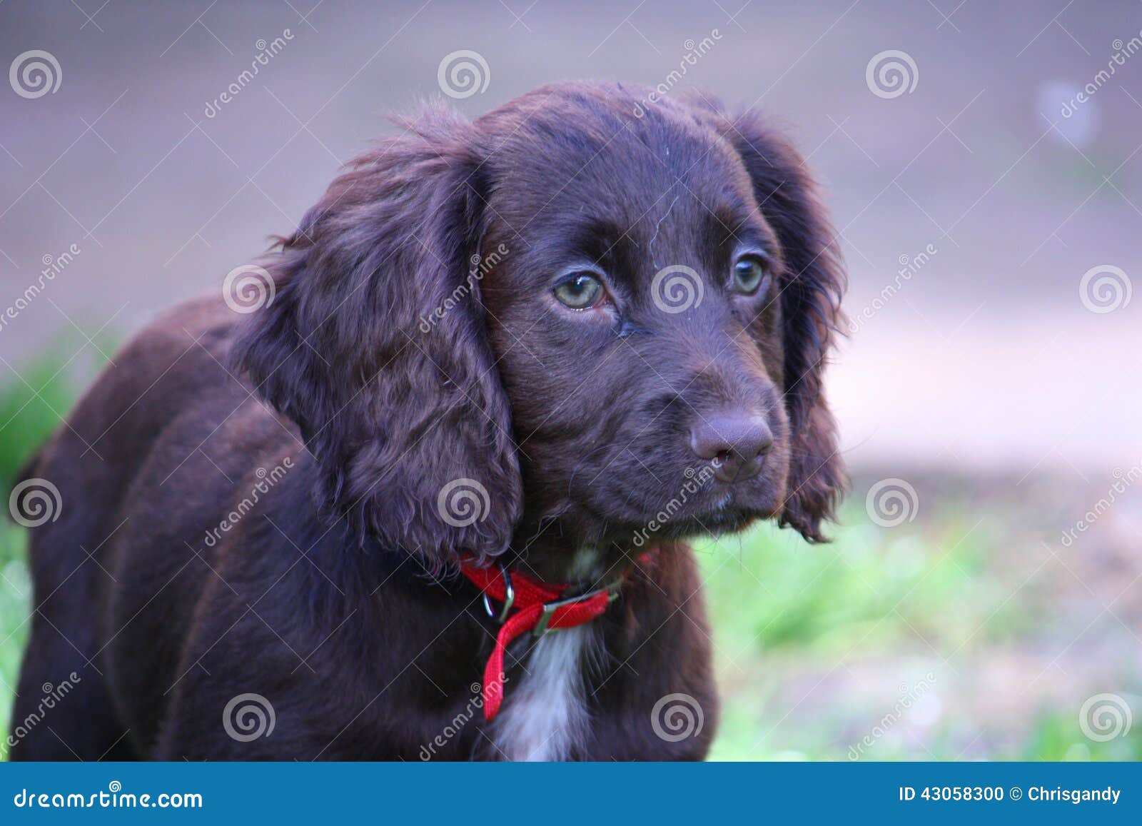 A Very Cute Liver Working Cocker Spaniel Pet Gundog Stock Photo - Image ...