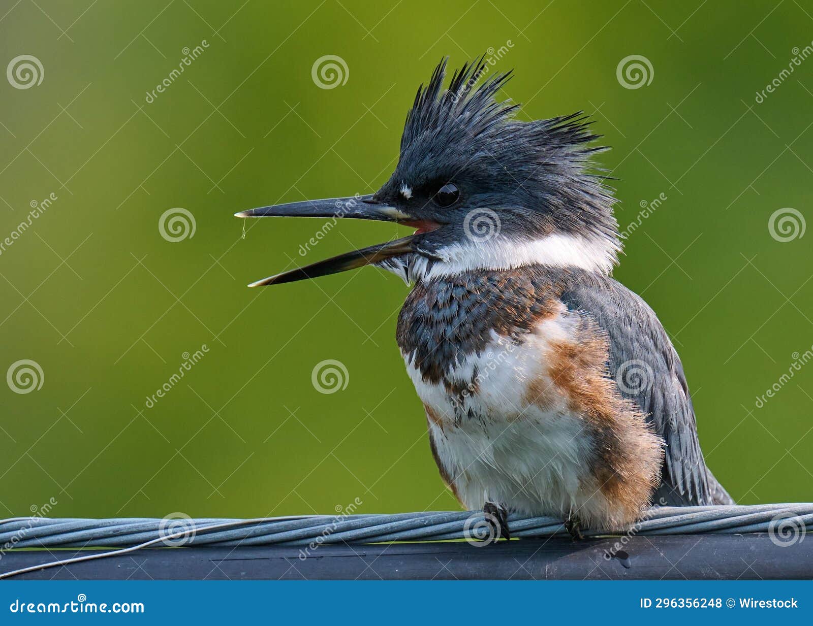 A Very Cute Looking Bird with a Long Beak on a Wire Stock Photo - Image ...
