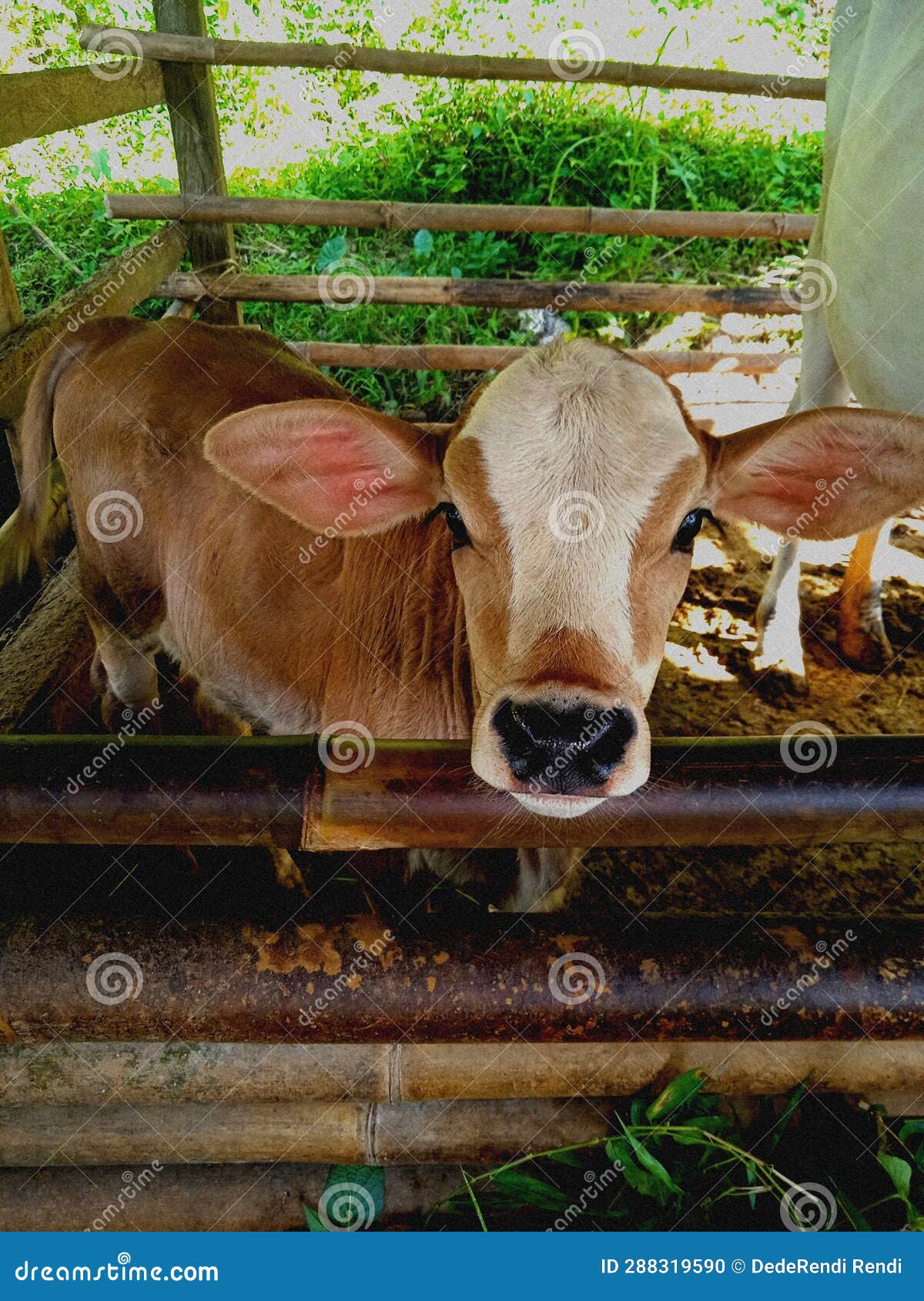 Very Cute and Cute 4 Month Old Calf?? Stock Photo - Image of calf ...