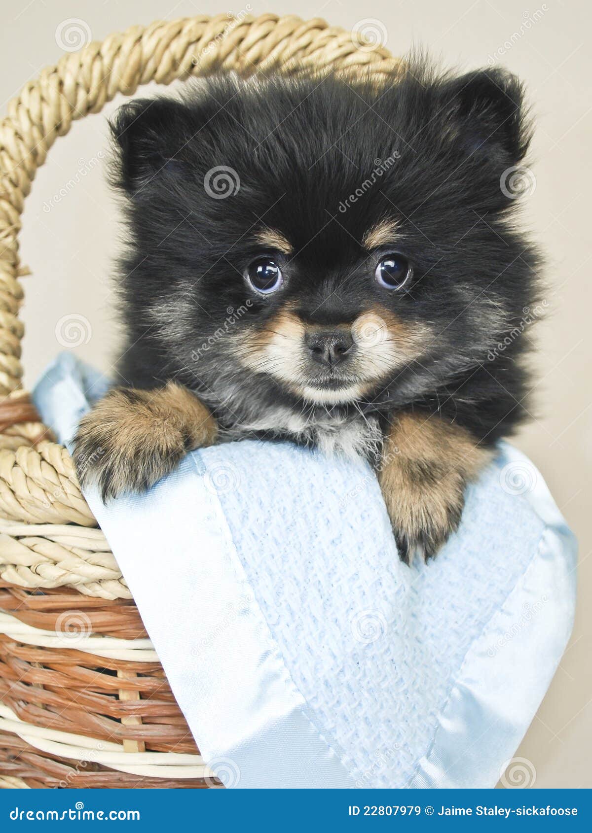 Very Cute Pom Puppy stock image. Image of mammal, canine - 22807979