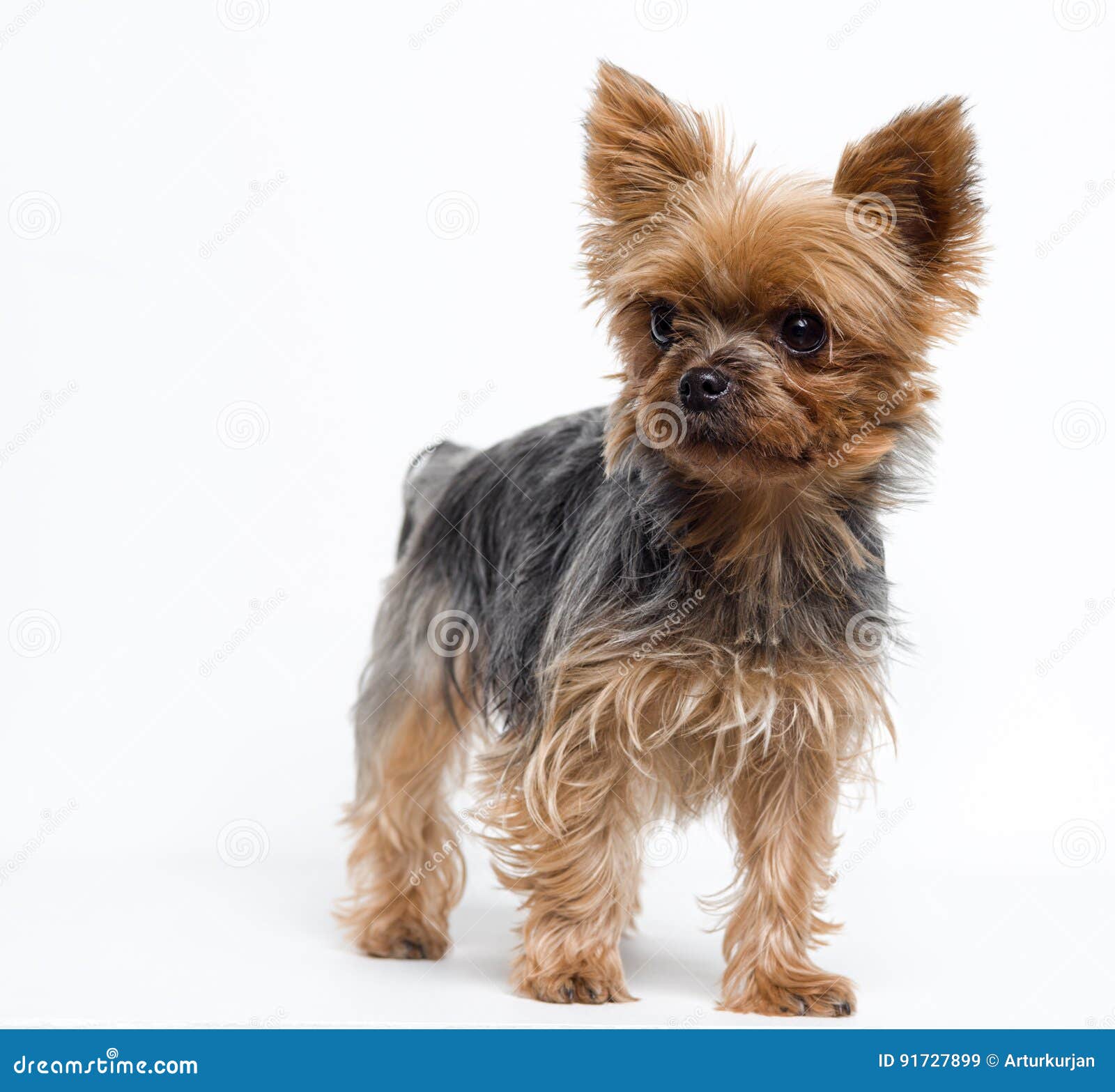 Very Cute Puppy of the Yorkshire Terrier Stock Image - Image of ...