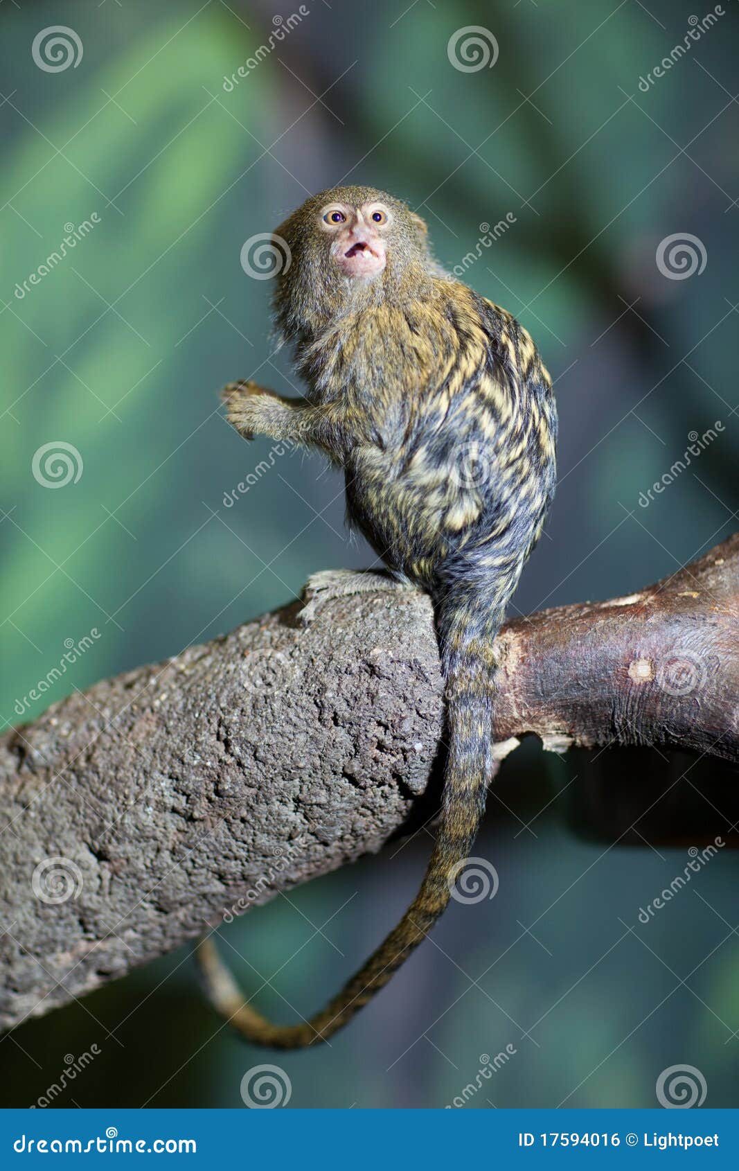 Very cute pygmy marmoset stock photo. Image of monkey - 17594016