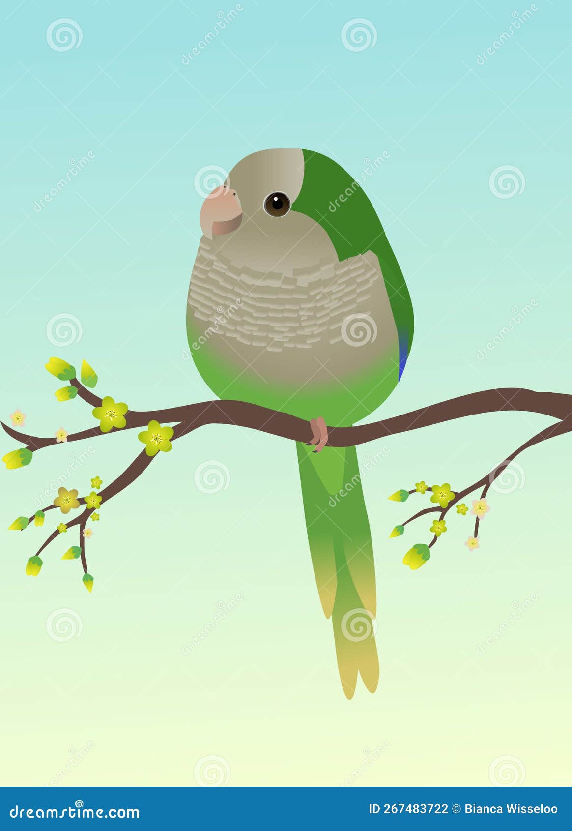 A Very Cute Quaker Parrot or Monk Parakeet Stock Vector - Illustration ...