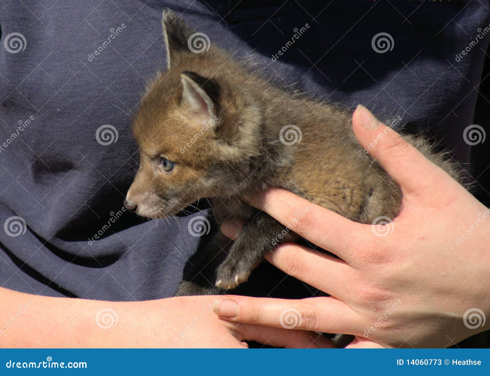 Very Cute Red Fox Kitten (vulpes Vulpes) Stock Image - Image of ...