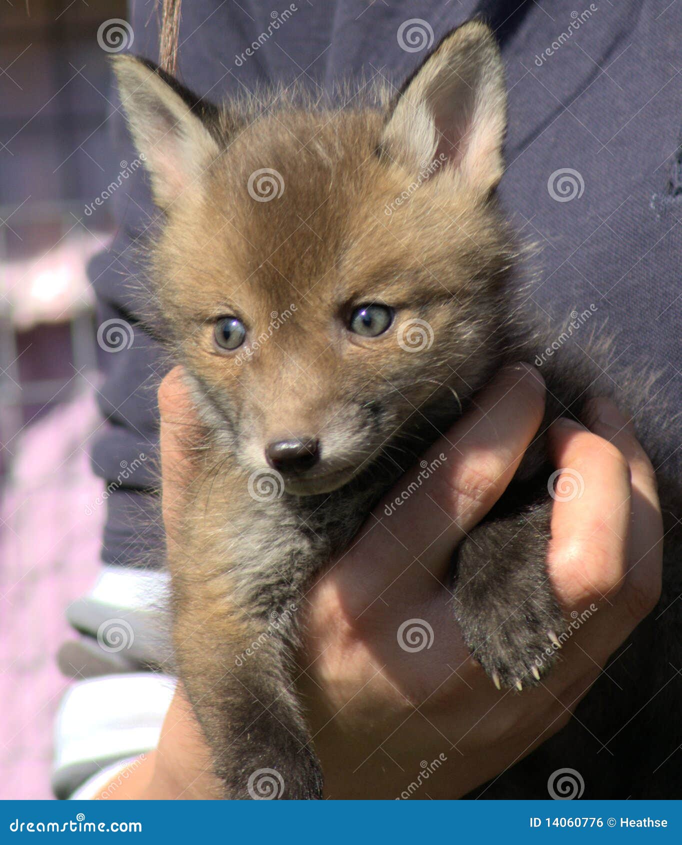 Very Cute Red Fox Kitten (vulpes Vulpes) Stock Photo - Image of urban ...