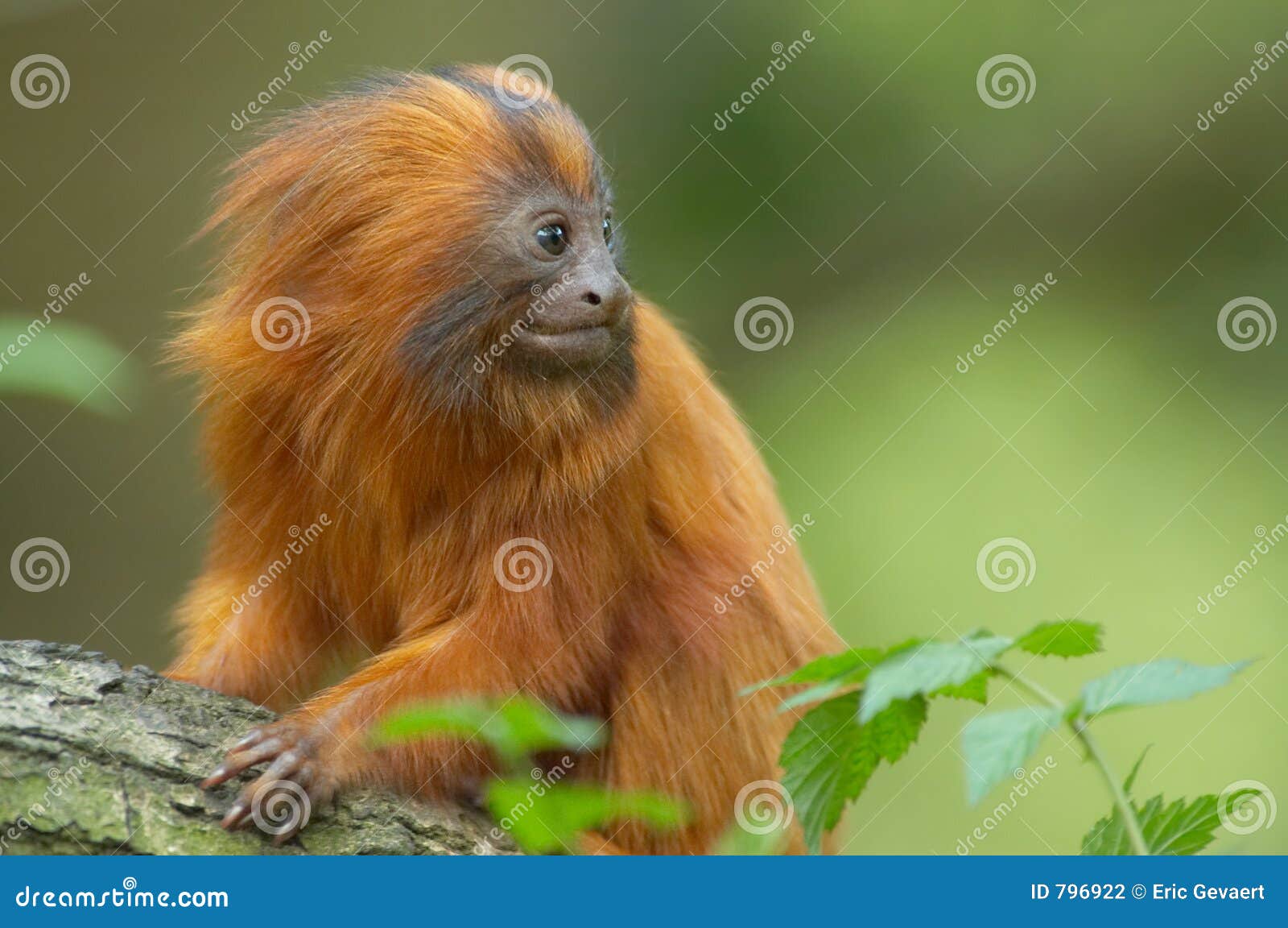 Very cute red monkey stock photo. Image of headed, tamarin - 796922