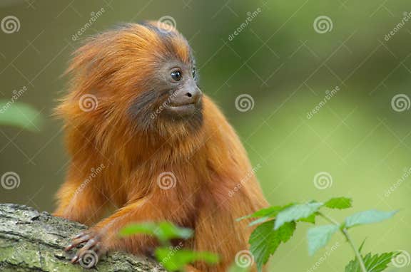 Very cute red monkey stock photo. Image of headed, tamarin - 796922