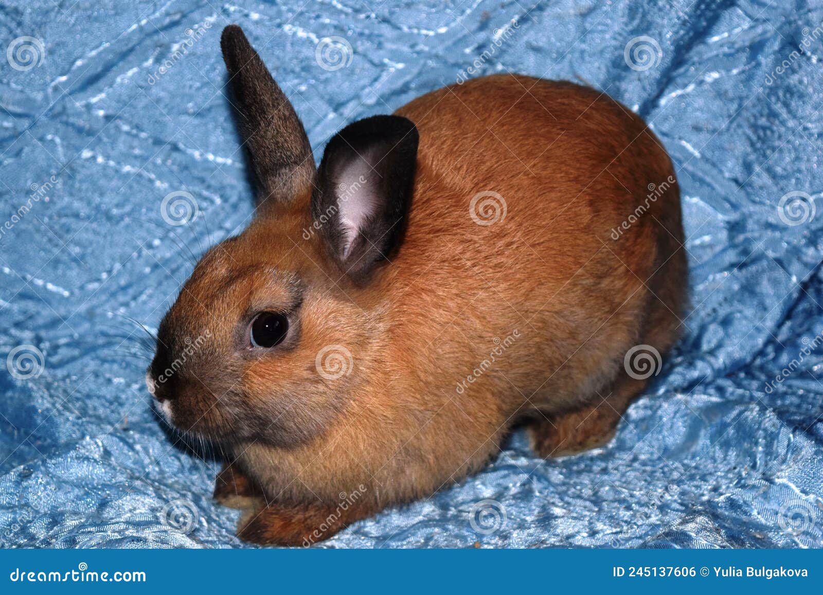 The cute redhead Bunny stock photo. Image of mammal - 245137606