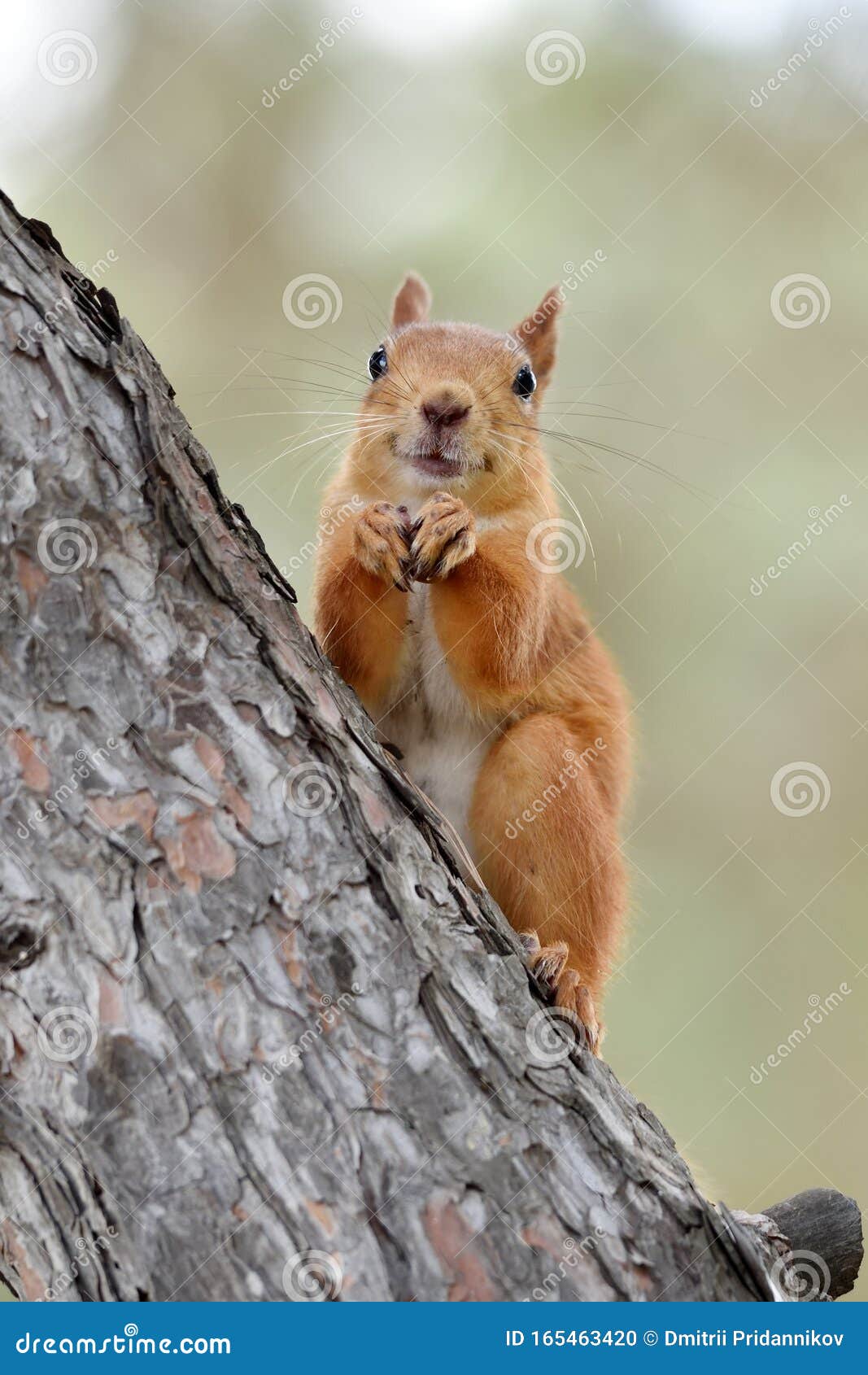 A Very Cute Redhead Squirrel Sits on a Tree. Red-haired Squirrel ...