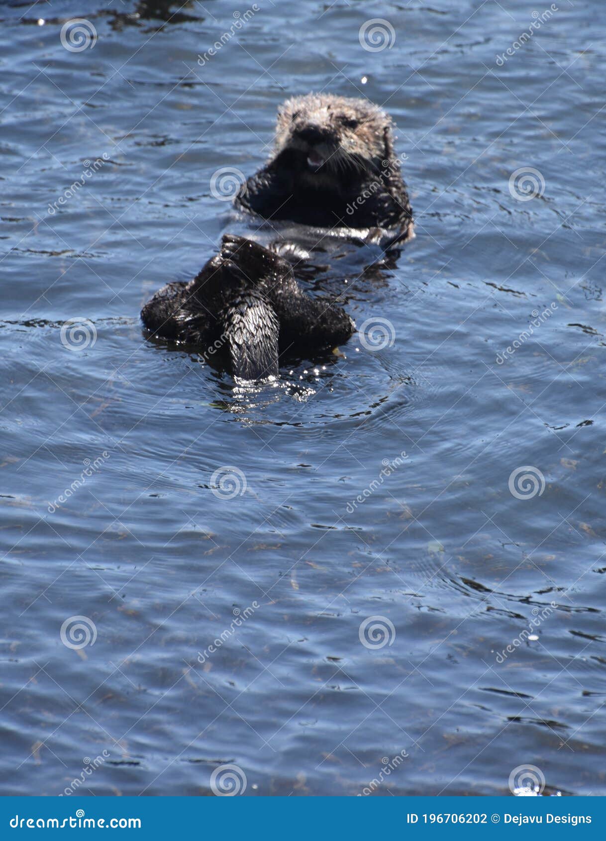 Very Cute Sea Otter Floating on His Back Stock Photo - Image of nature ...