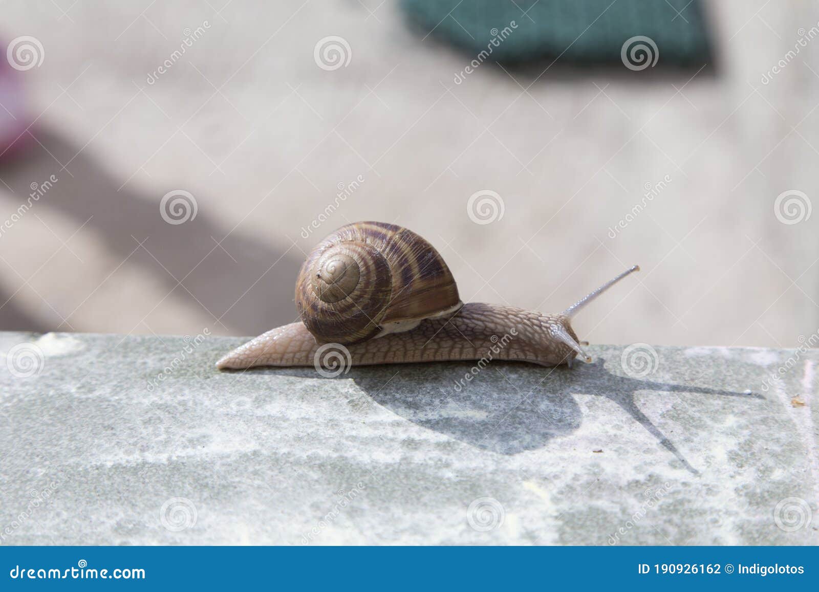 Very Cute Snail is Sliding on Ceramic Tiles Stock Photo - Image of ...
