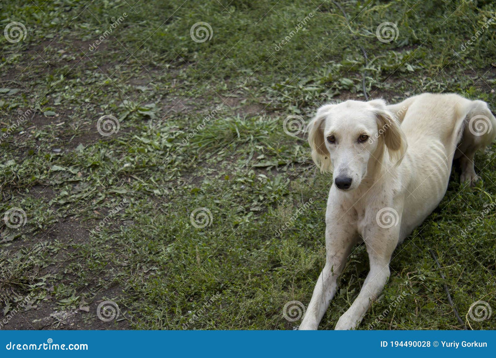 Very cute white hound dog stock photo. Image of labrador - 194490028