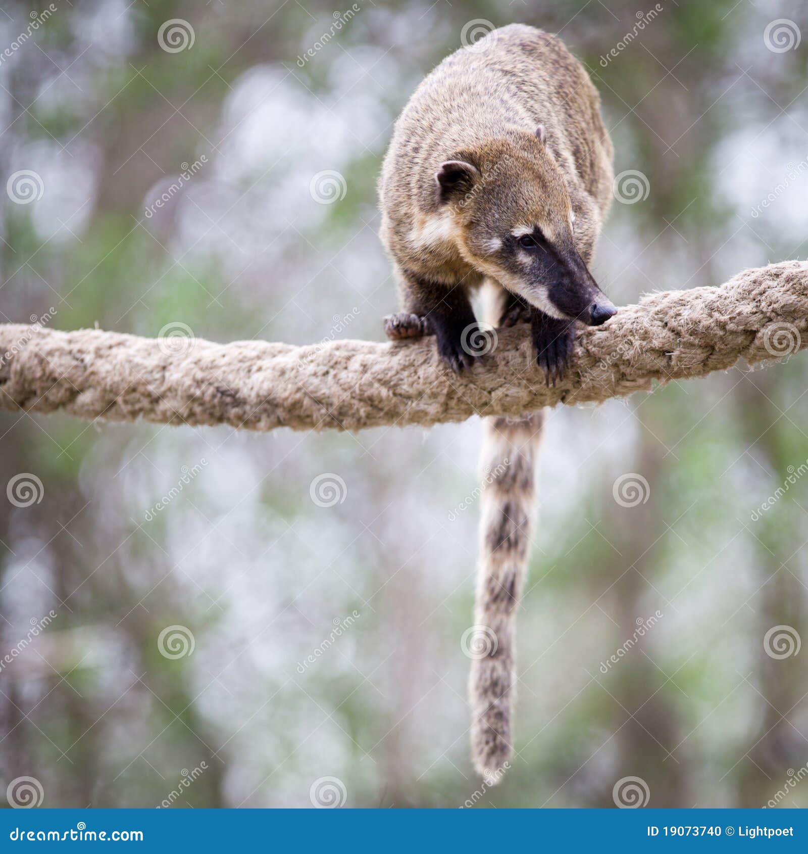 Very Cute White-nosed Coati Stock Photo - Image of jungle, closeup ...