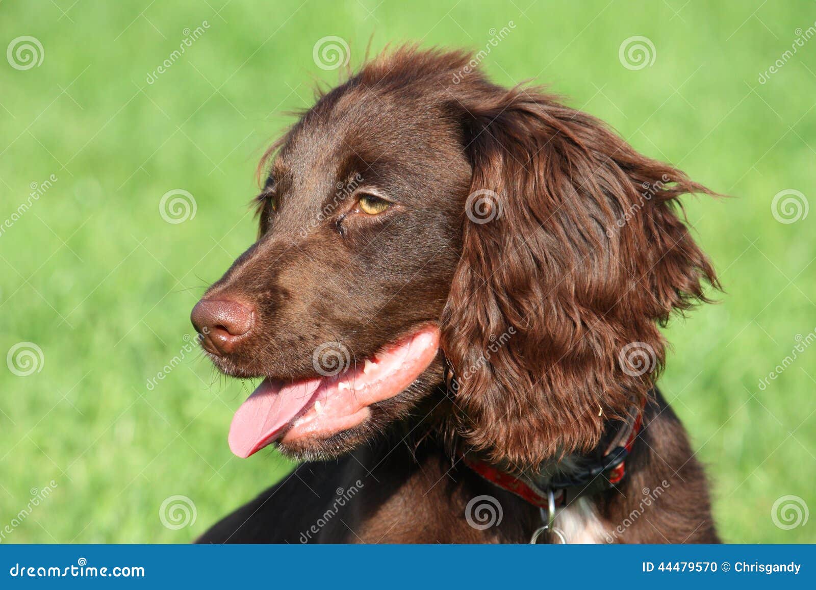 A Very Cute Young Small Chocolate Liver Working Type Cocker Spaniel ...