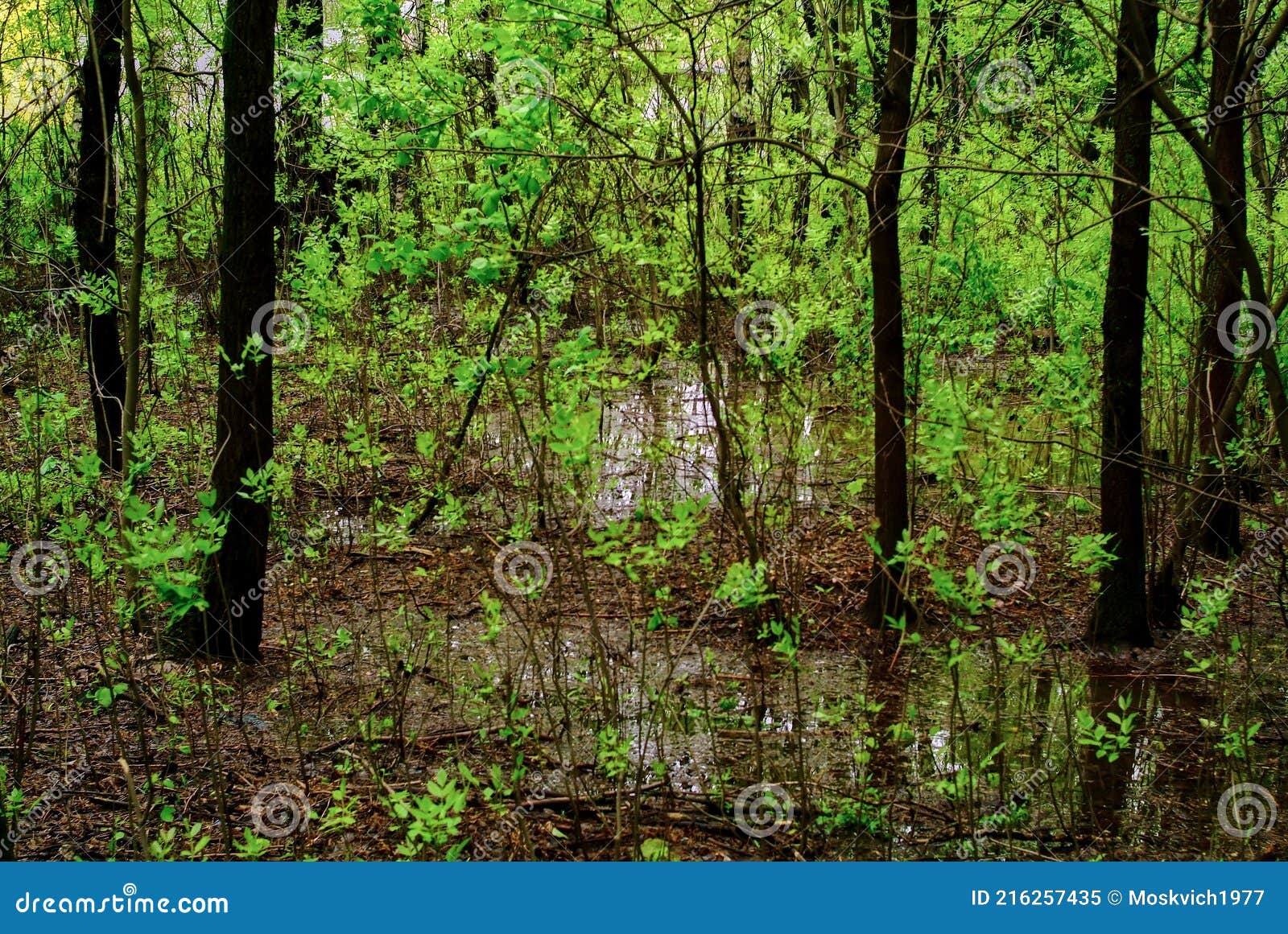 Very damp forest in spring stock image. Image of damp - 216257435
