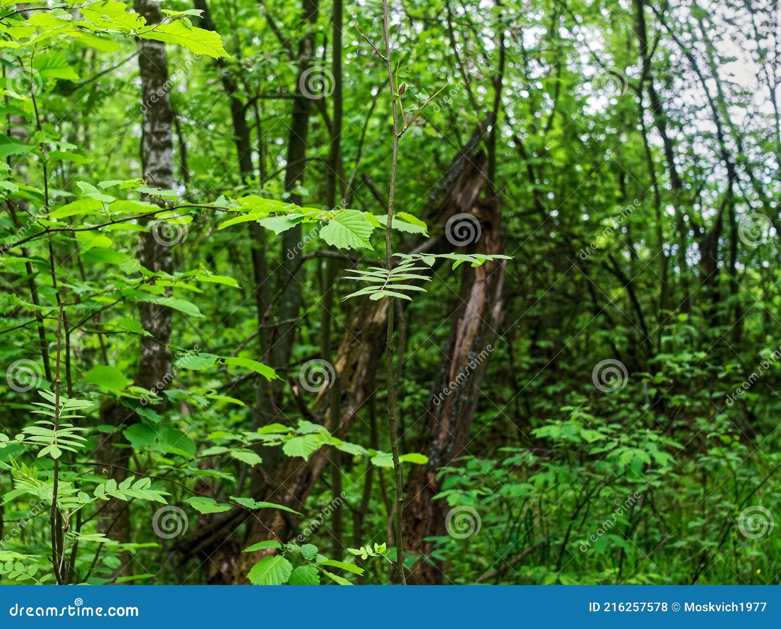 Very damp forest in spring stock photo. Image of beauty - 216257578
