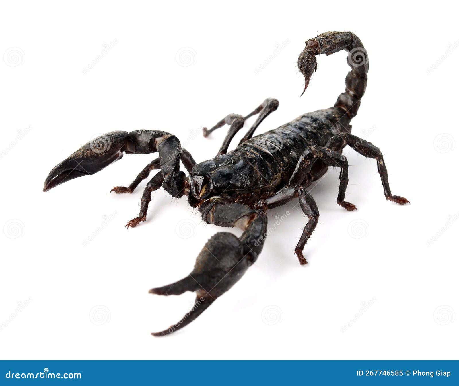 Very Dangerowus Big Scorpion Royalty-Free Stock Image | CartoonDealer ...