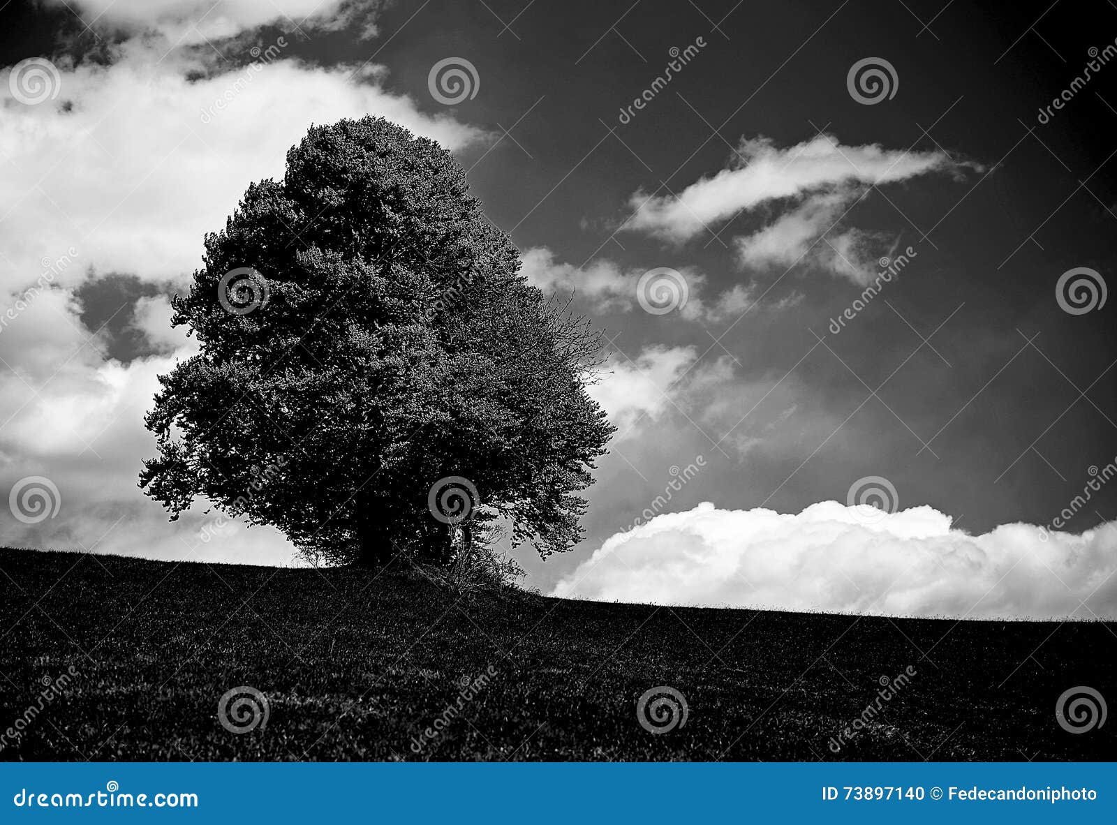 Very Dark Bleak Landscape with Isolated Tree in the Middle of Th Stock ...