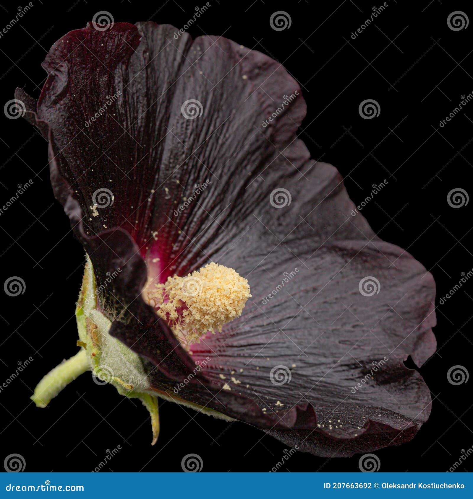 Very Dark Flower of Mallow, Isolated on Black Background Stock Photo ...