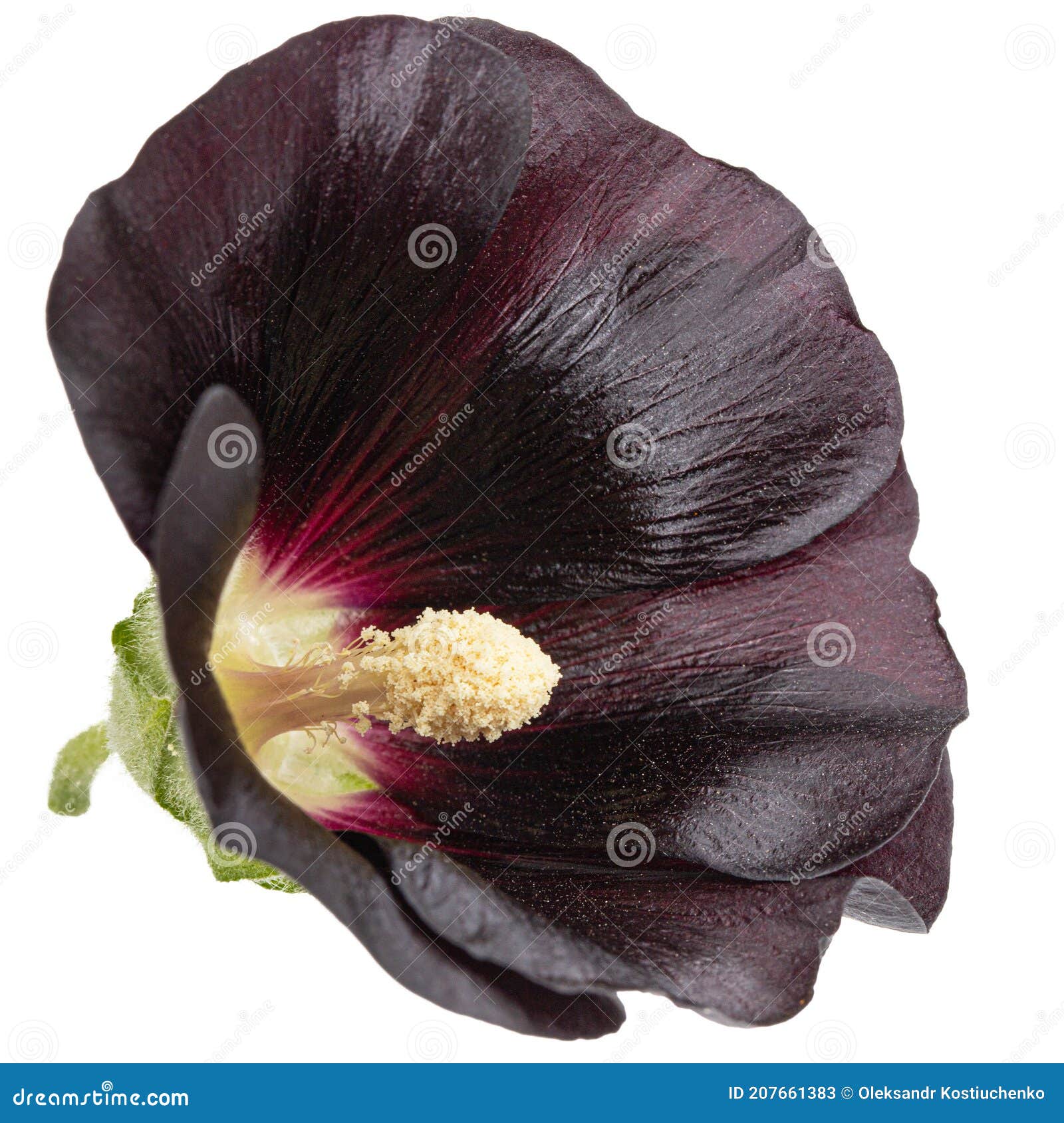 Very Dark Flower of Mallow, Isolated on White Background Stock Image ...