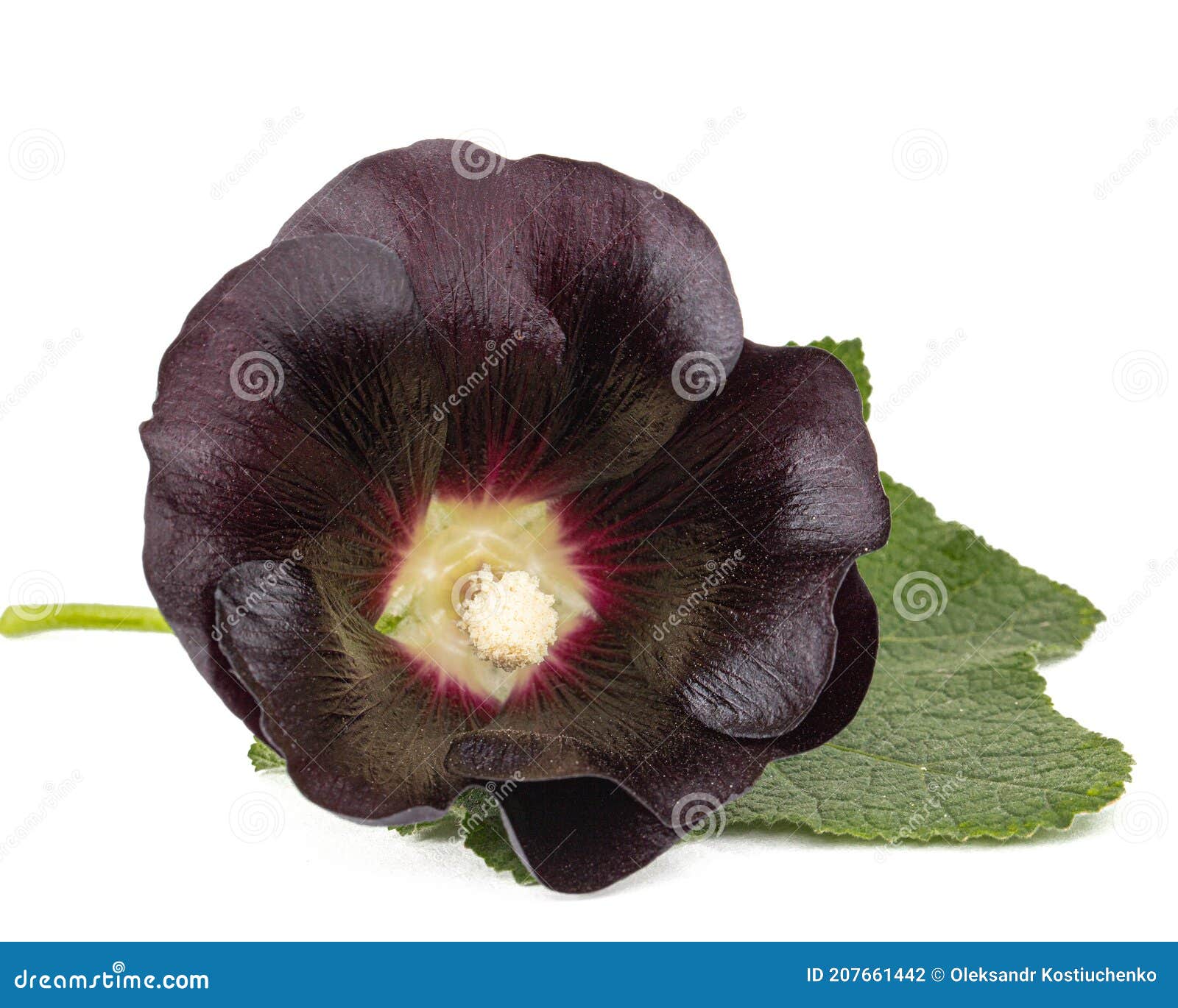 Very Dark Flower of Mallow, Isolated on White Background Stock Photo ...