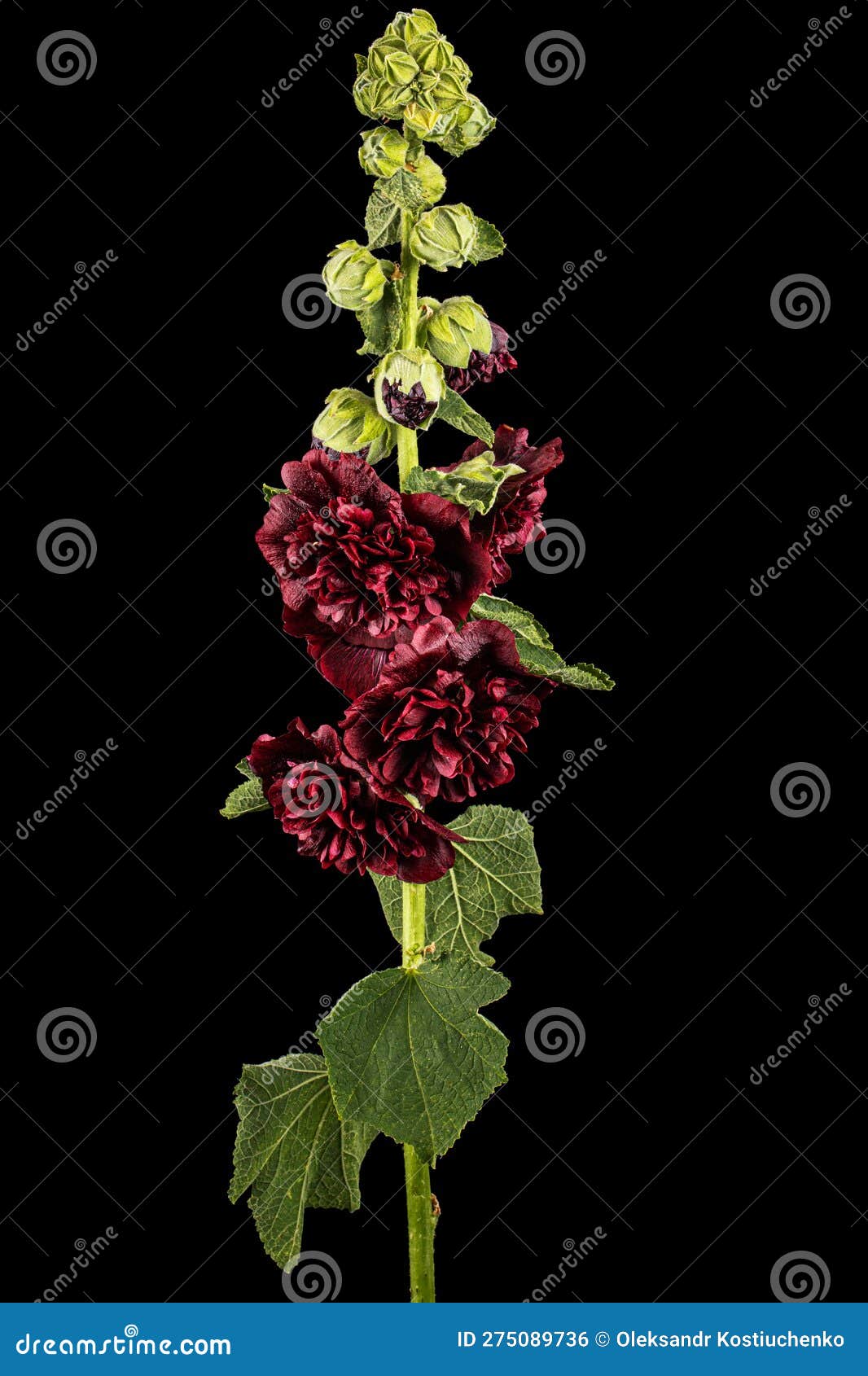 Very Dark Red Flower of Mallow, Isolated on Black Background Stock ...