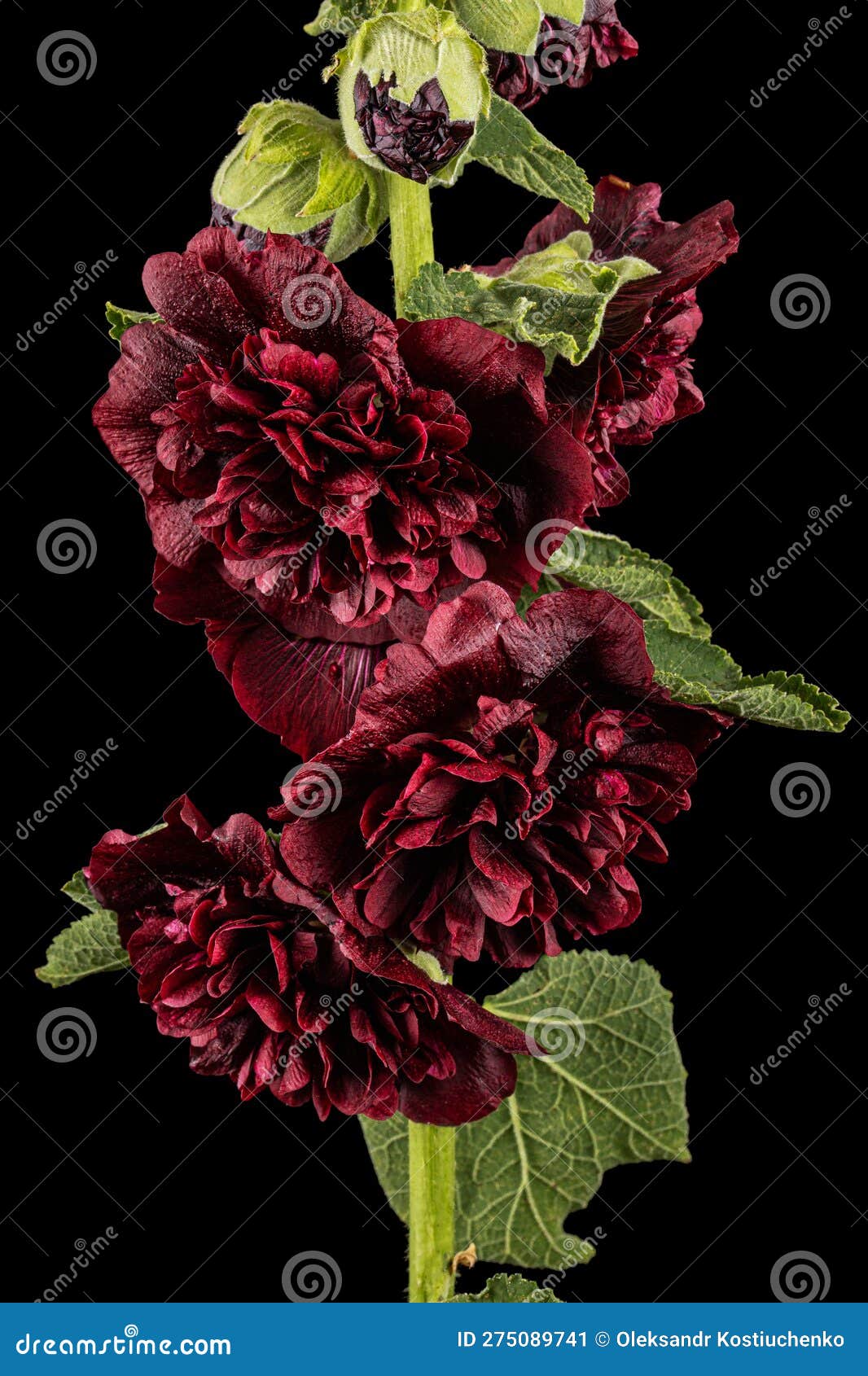 Very Dark Red Flower of Mallow, Isolated on Black Background Stock ...