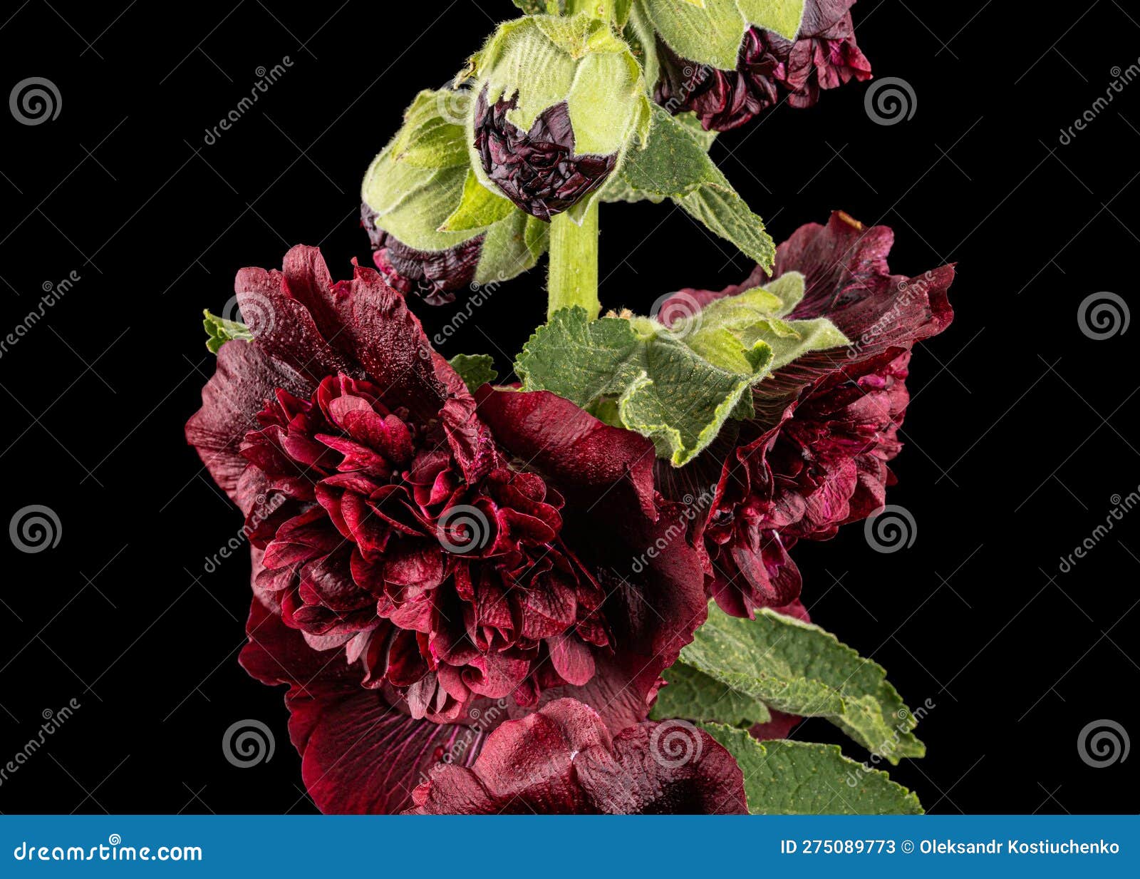 Very Dark Red Flower of Mallow, Isolated on Black Background Stock ...