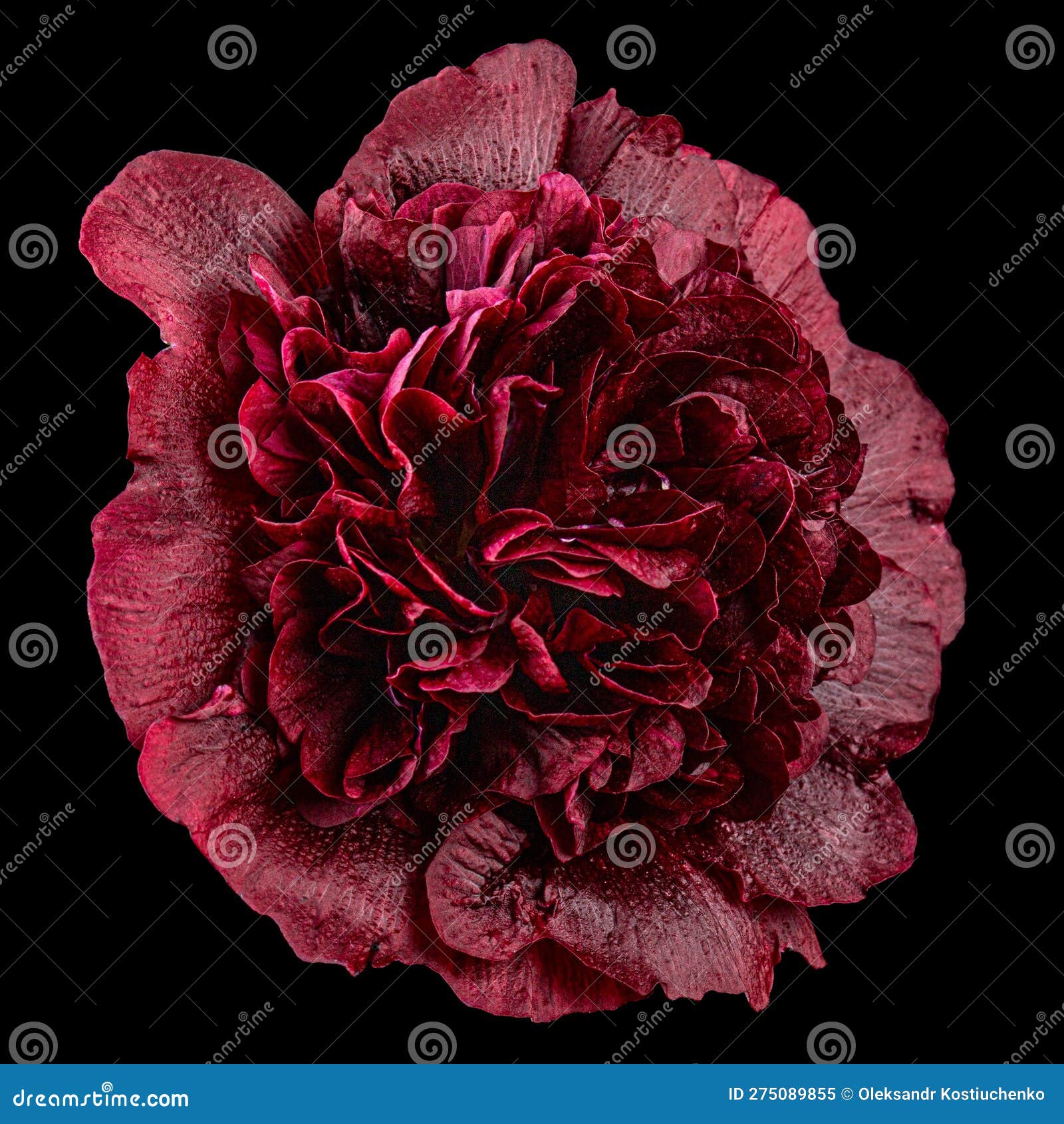 Very Dark Red Flower of Mallow, Isolated on Black Background Stock ...