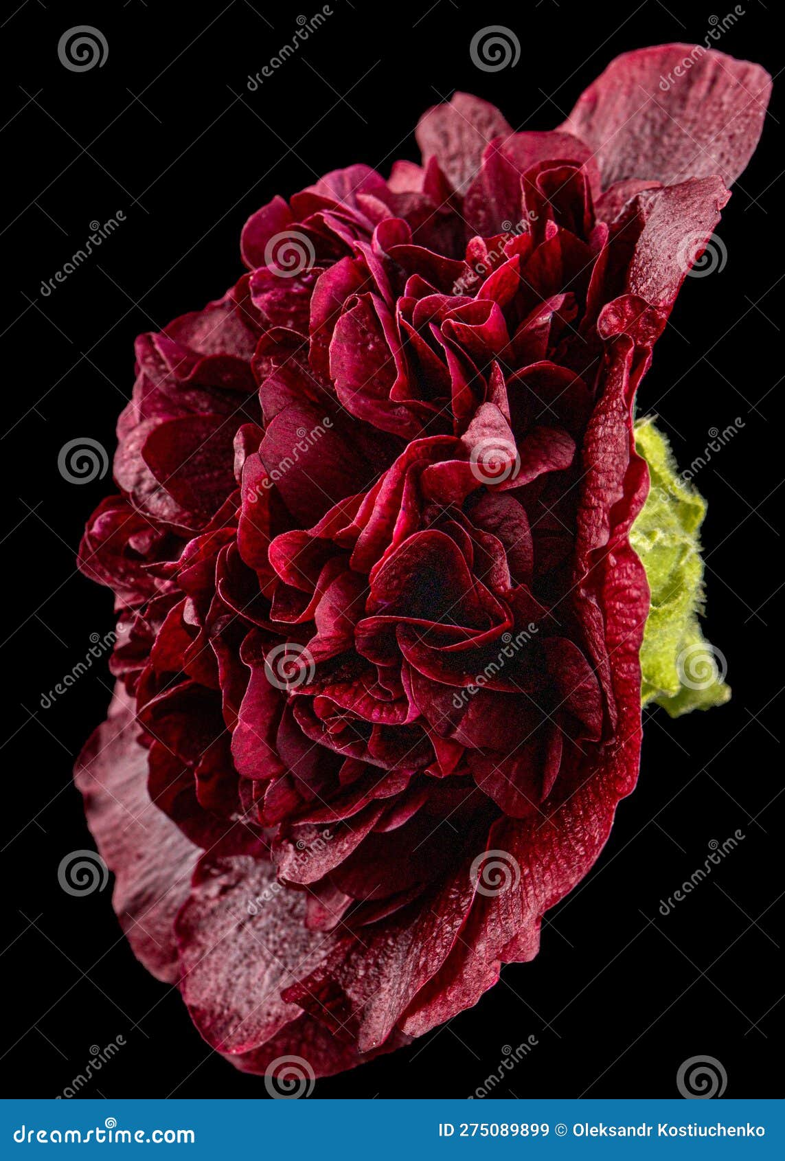 Very Dark Red Flower of Mallow, Isolated on Black Background Stock ...