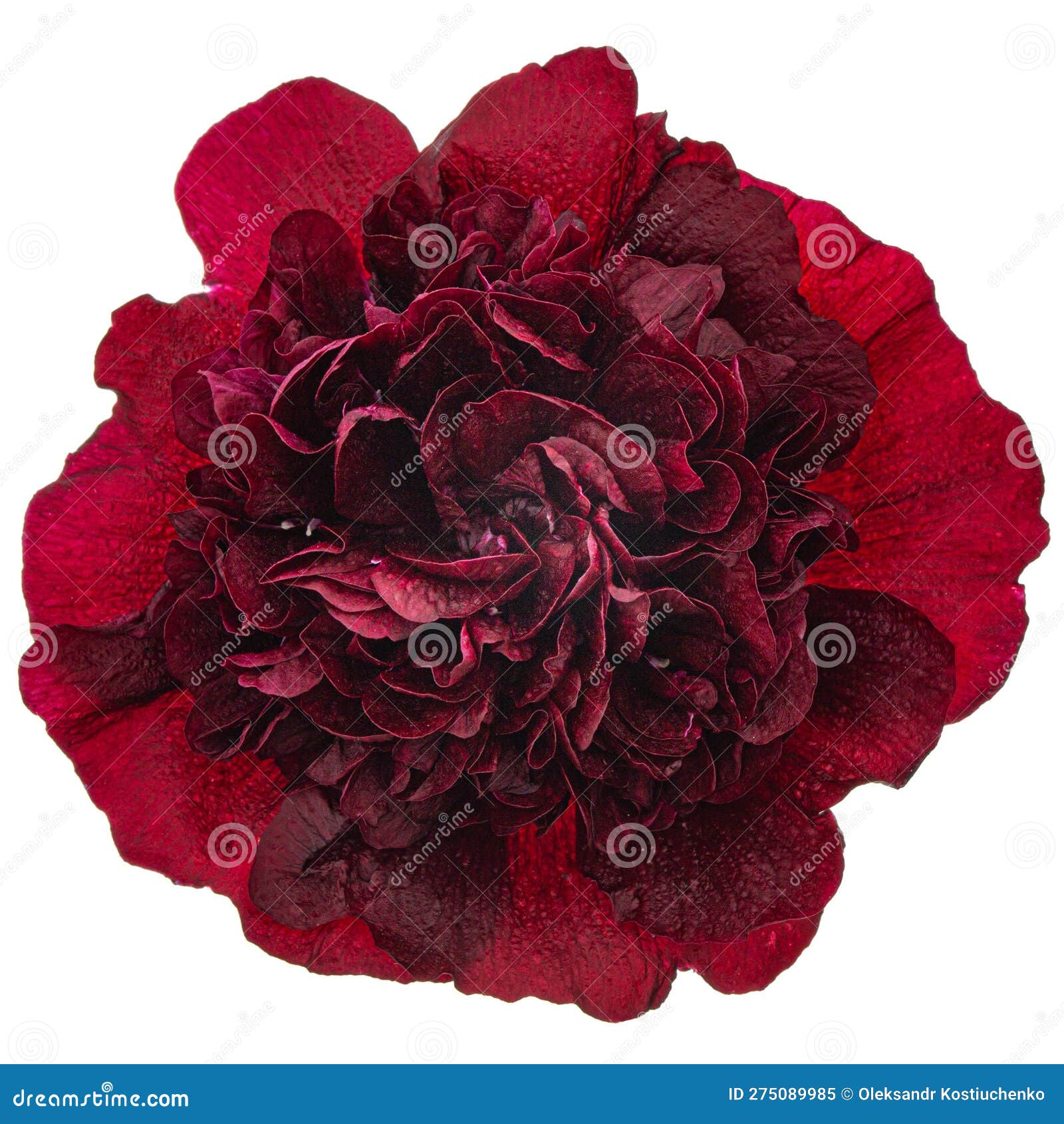 Very Dark Red Flower of Mallow, Isolated on White Background Stock ...