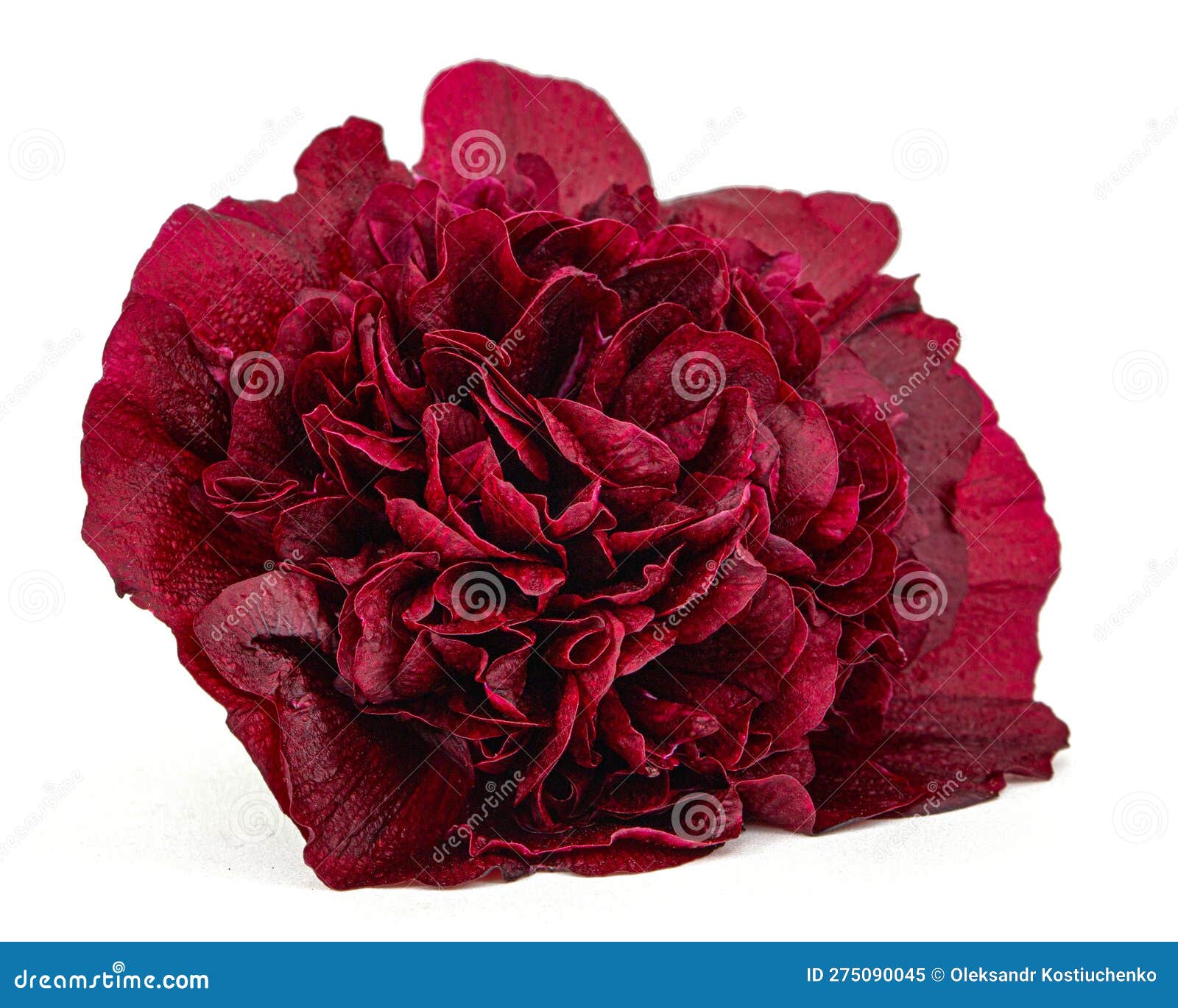 Very Dark Red Flower of Mallow, Isolated on White Background Stock ...