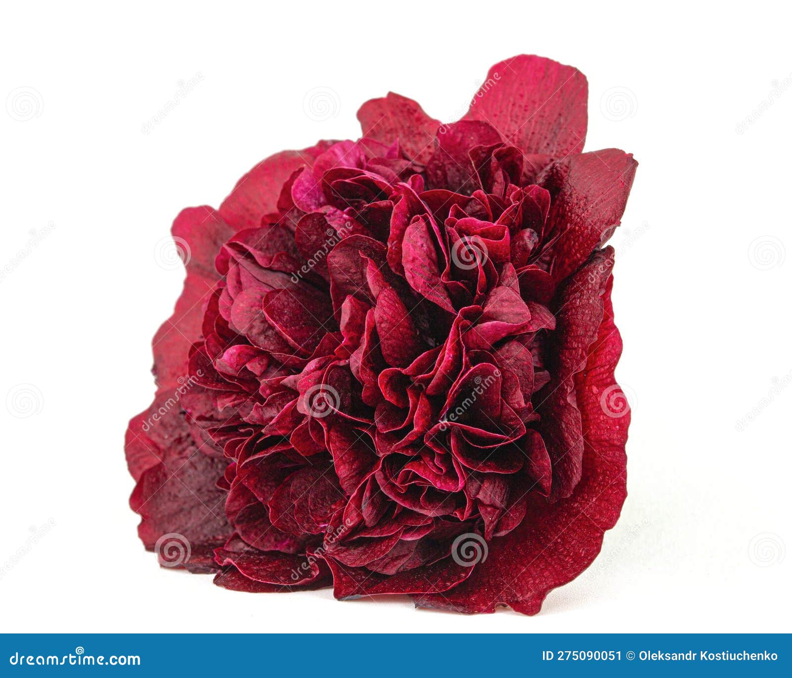 Very Dark Red Flower of Mallow, Isolated on White Background Stock ...