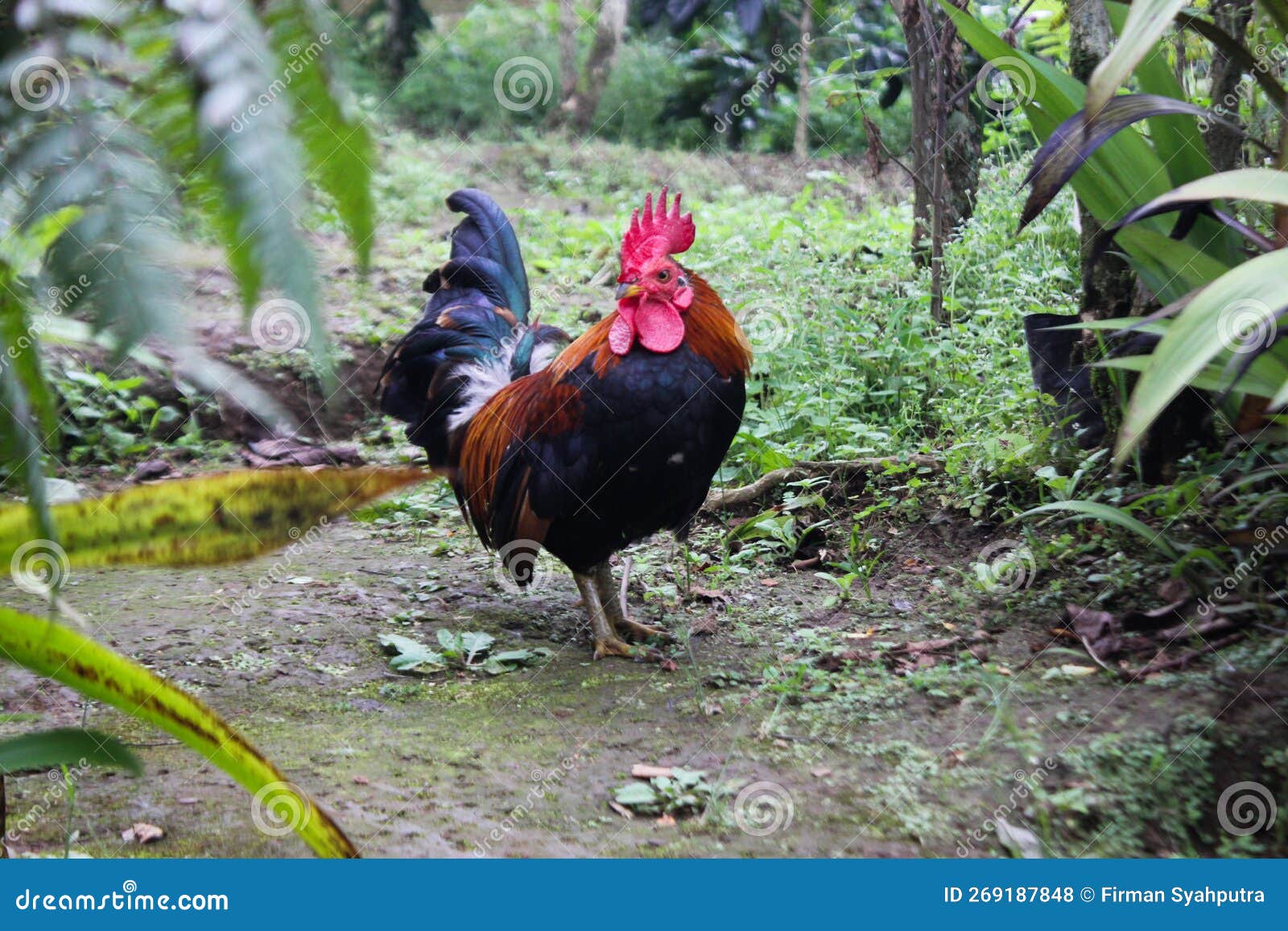 A Very Dashing Rooster is Posing in the Middle Stock Photo - Image of ...