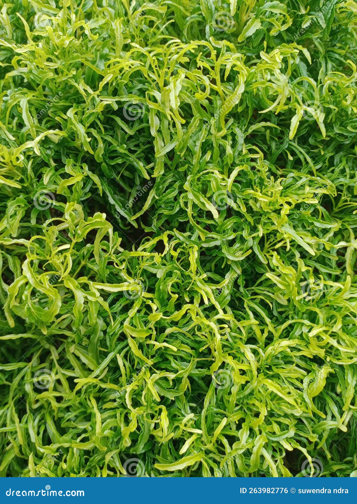 Very dense euodia flowers stock photo. Image of food - 263982776